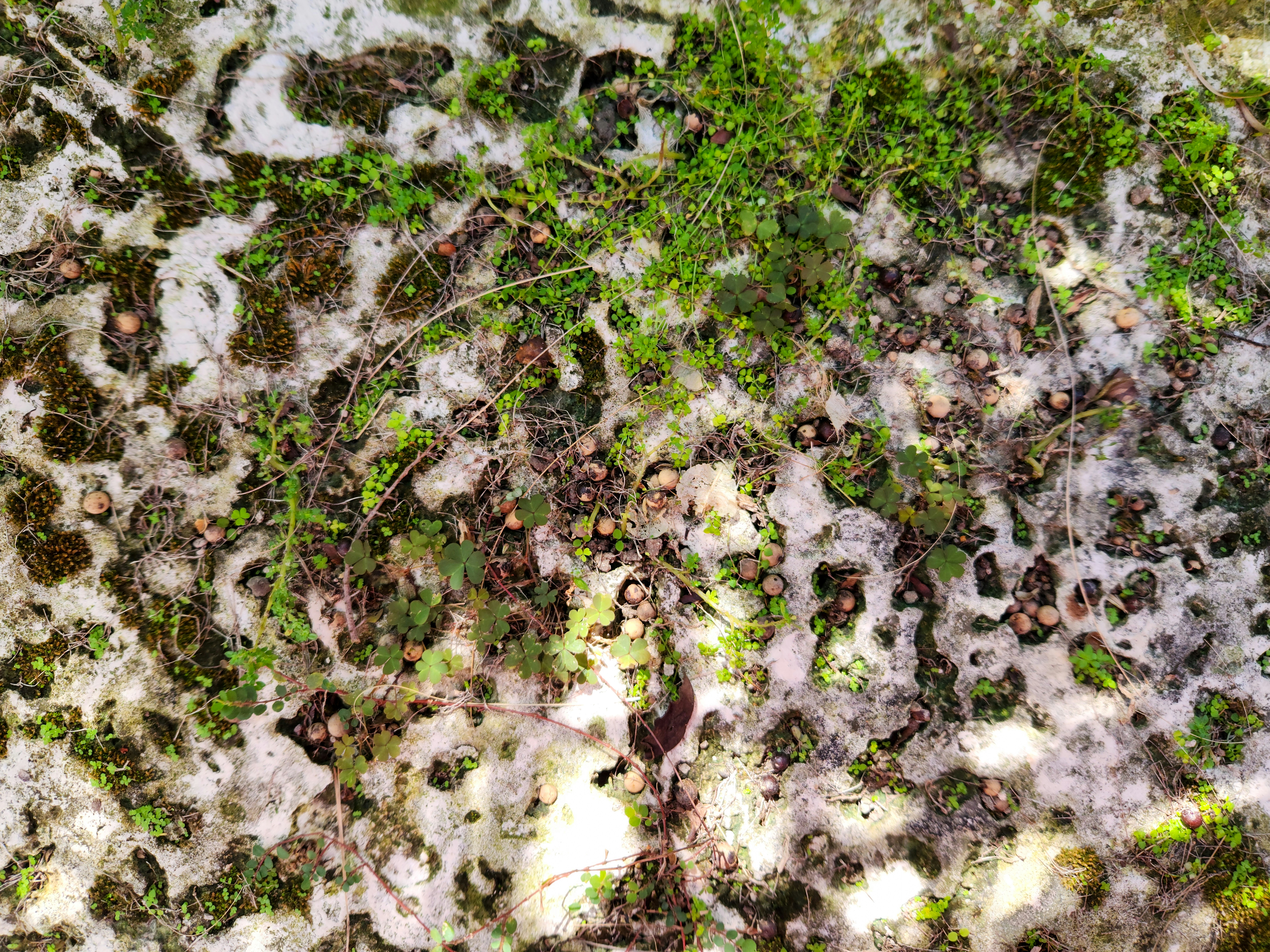 Green algae and small plants create textured patterns on a rock surface in dappled sunlight.