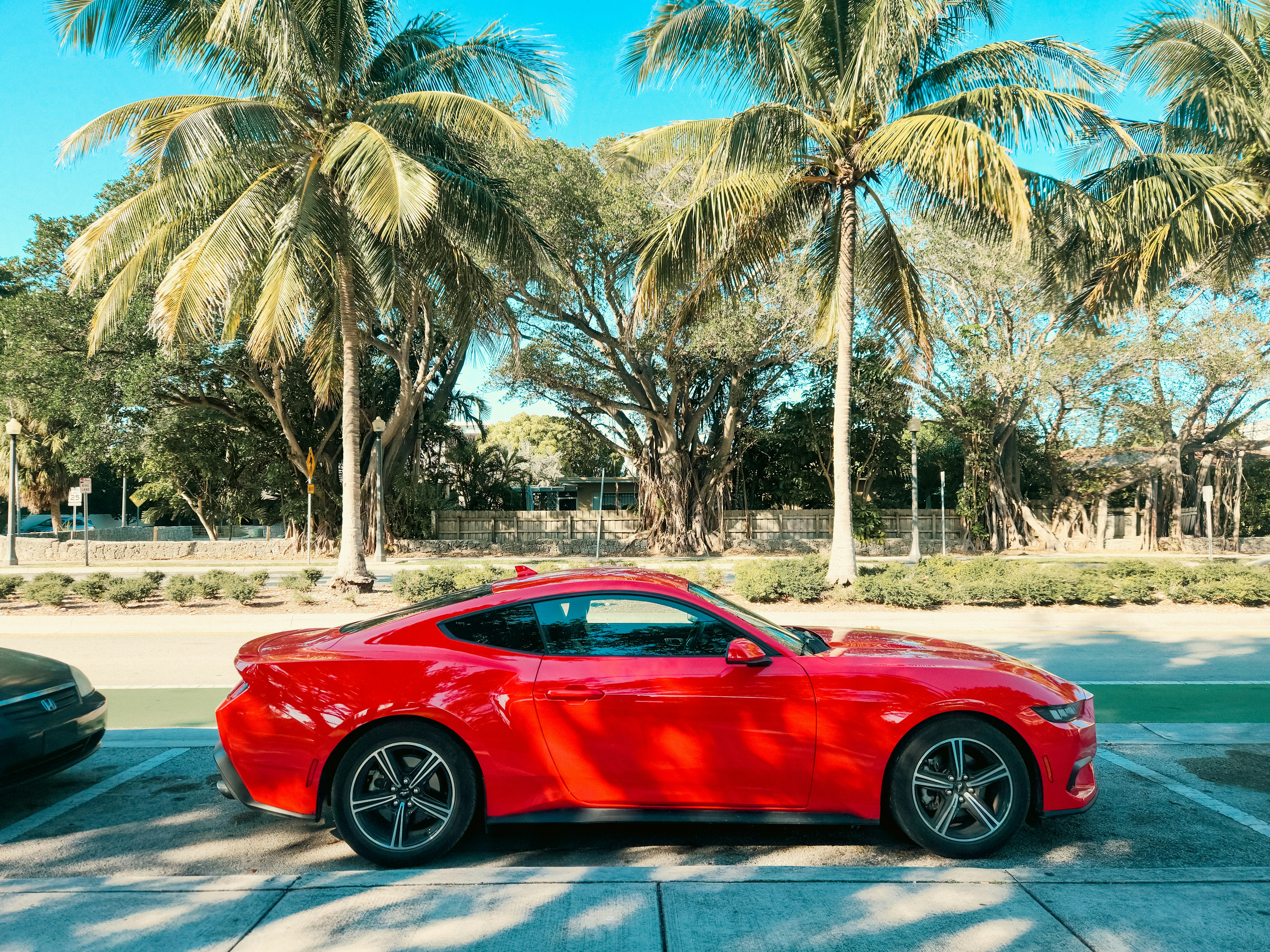 Red Ford Mustang parked beneath tall palm trees on a sunny day.