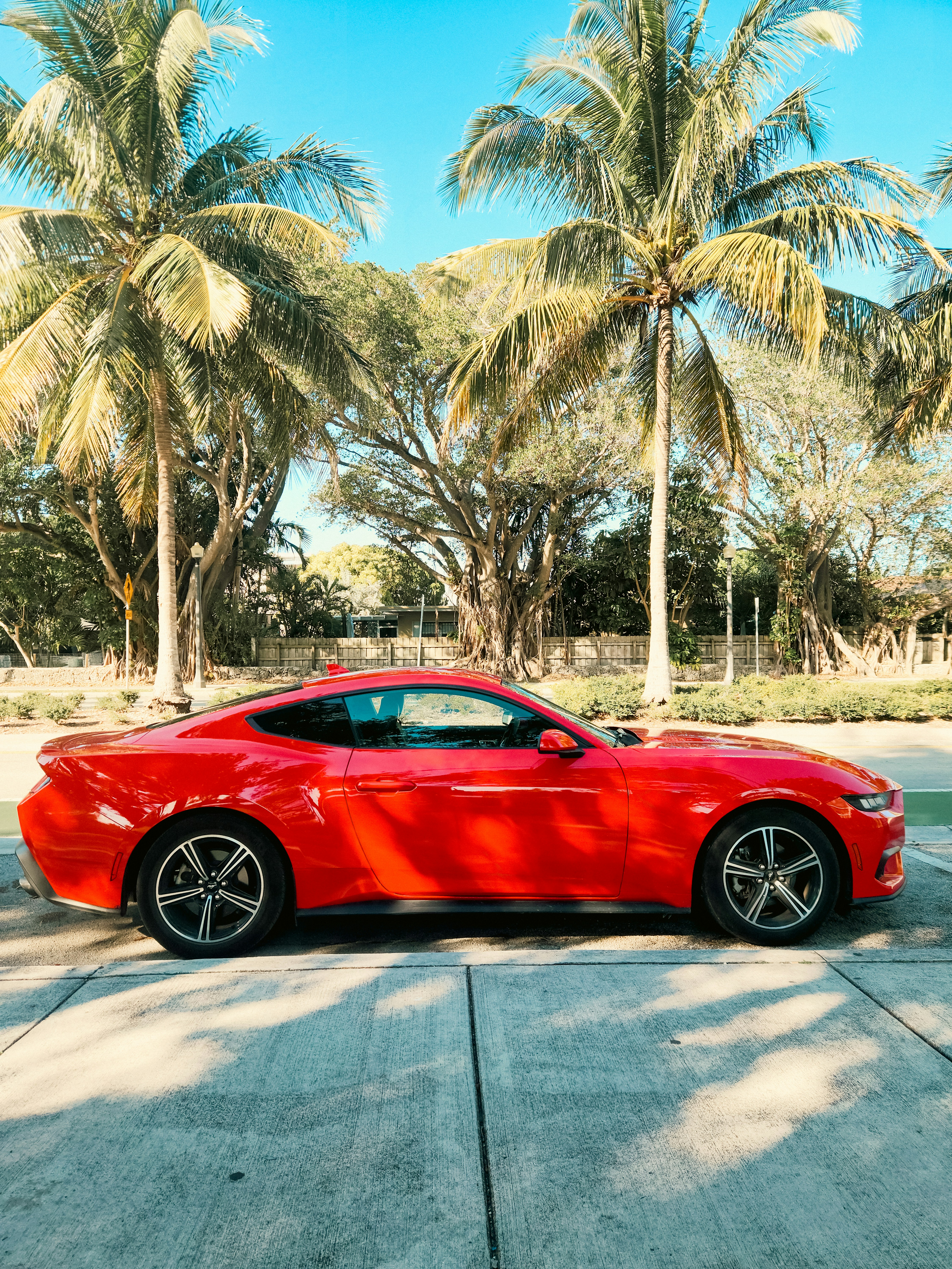 Red Ford Mustang parked under tall palm trees on a sunny day.
