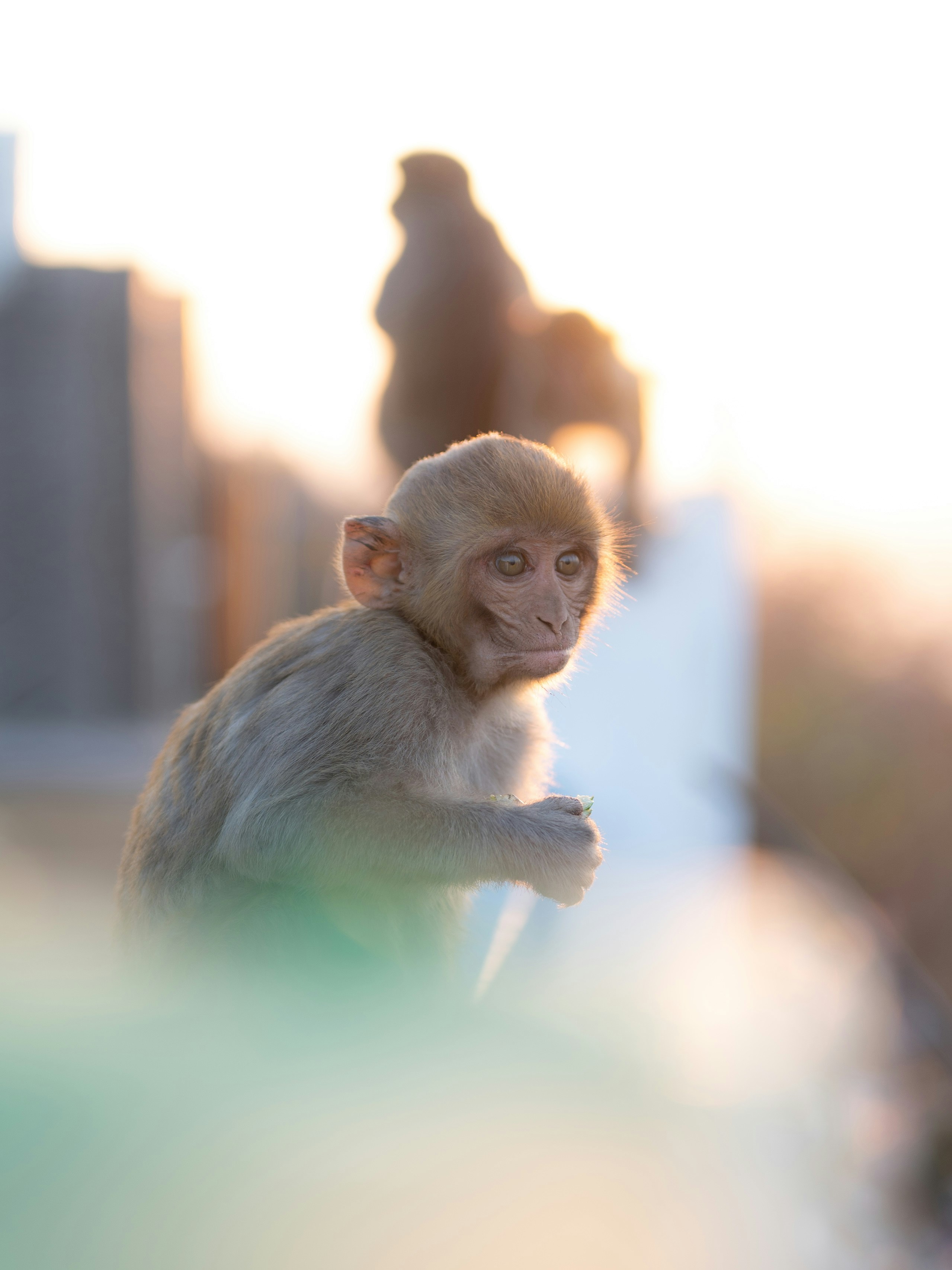 Golden Hour Watcher: A Curious Monkey on a Rooftop Balcony