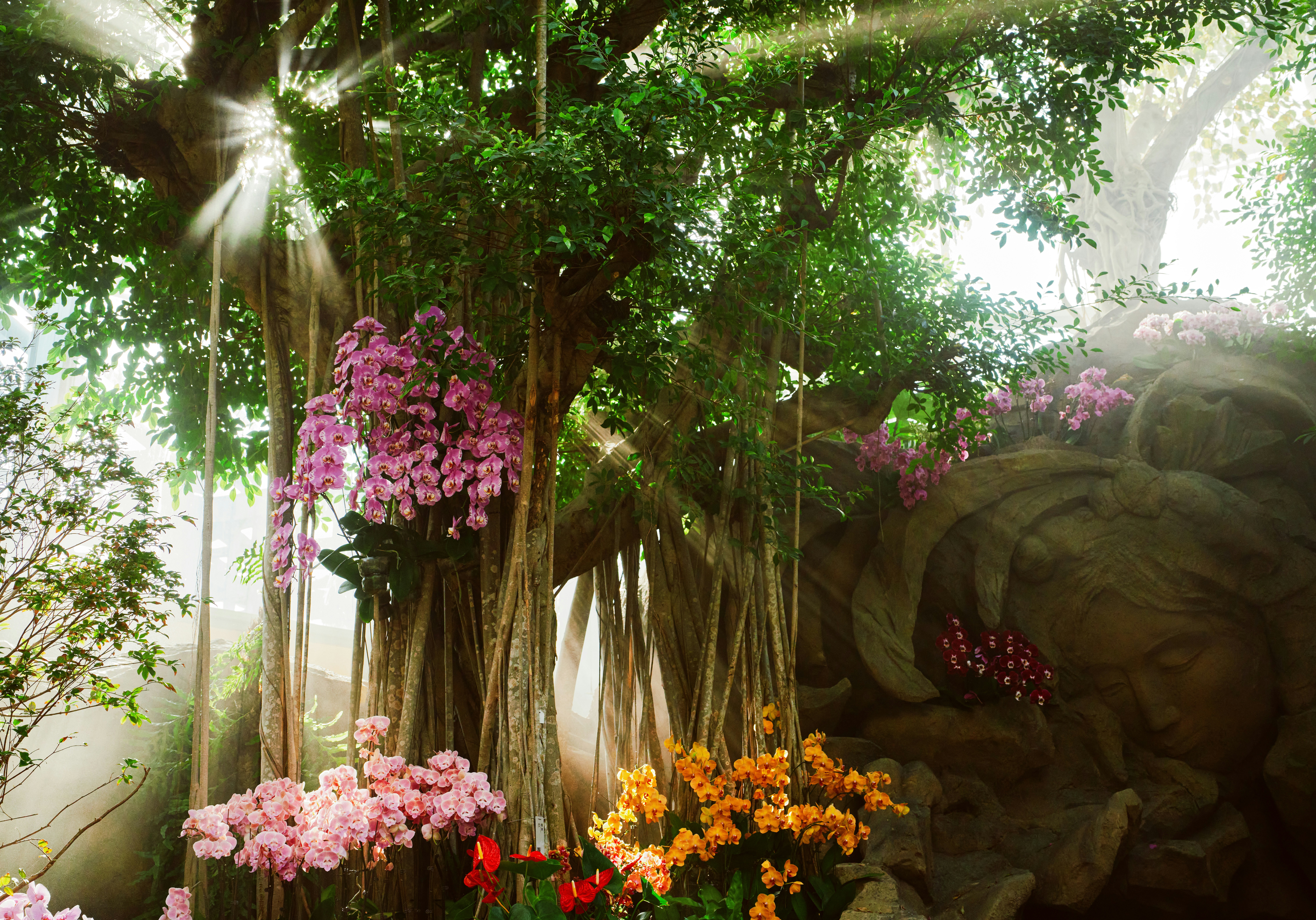 Sunlit Vines and Velvet Blooms Beside a Stone Carved Face