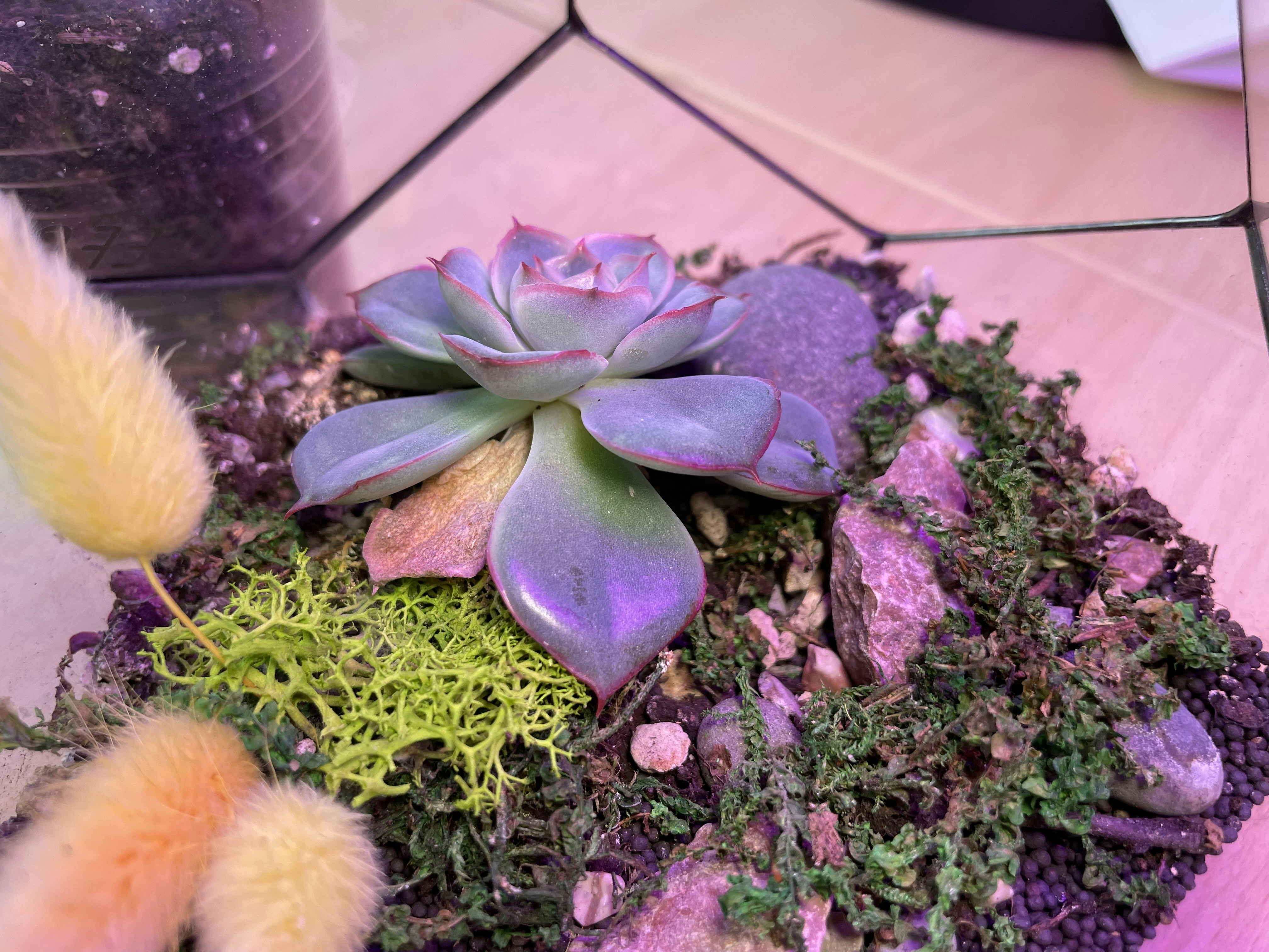 Blush-Tinted Succulent Oasis in a Mossy Terrarium