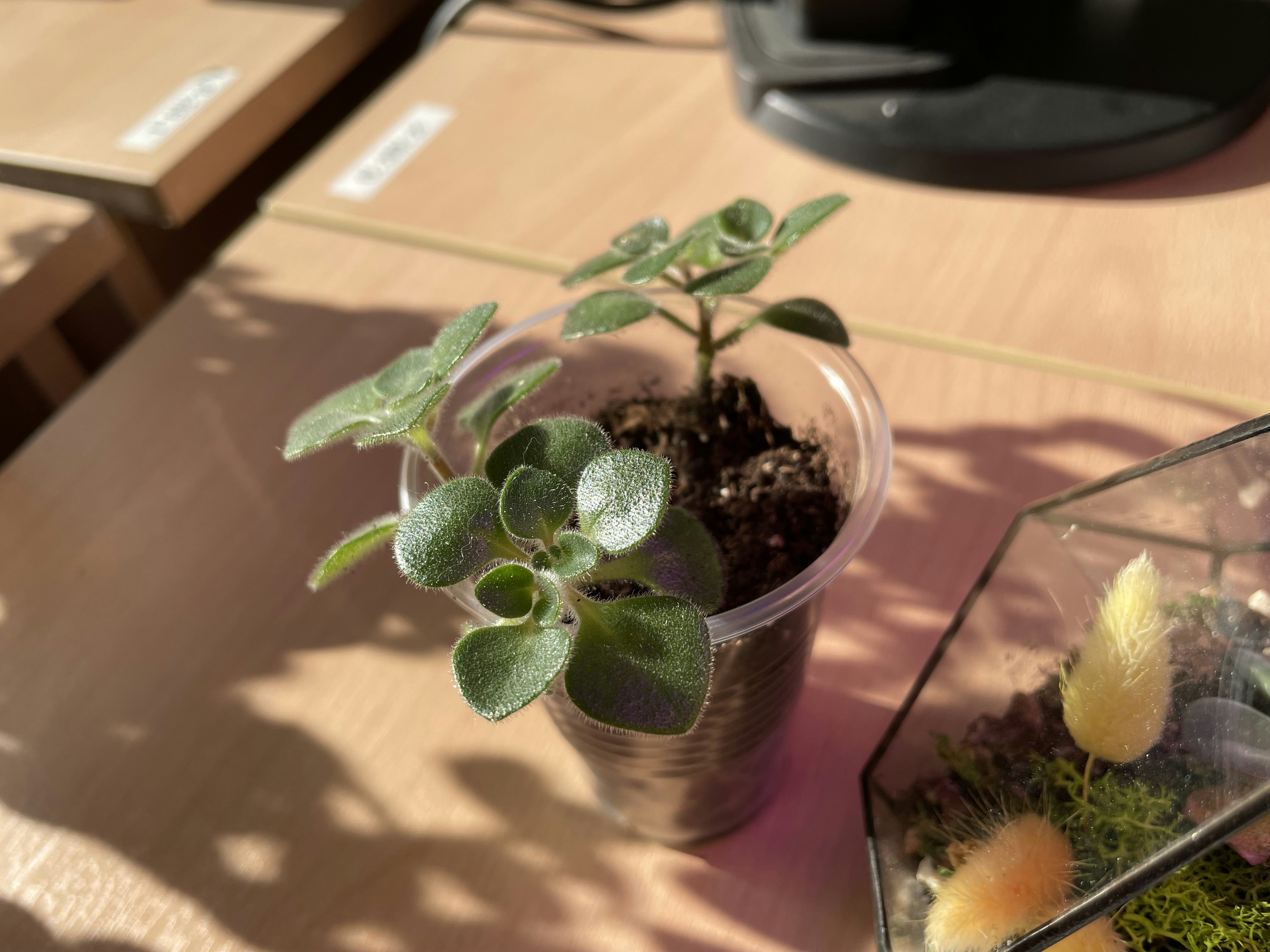 Velvet-Leaf Seedling Under Afternoon Glow on a Wooden Desk