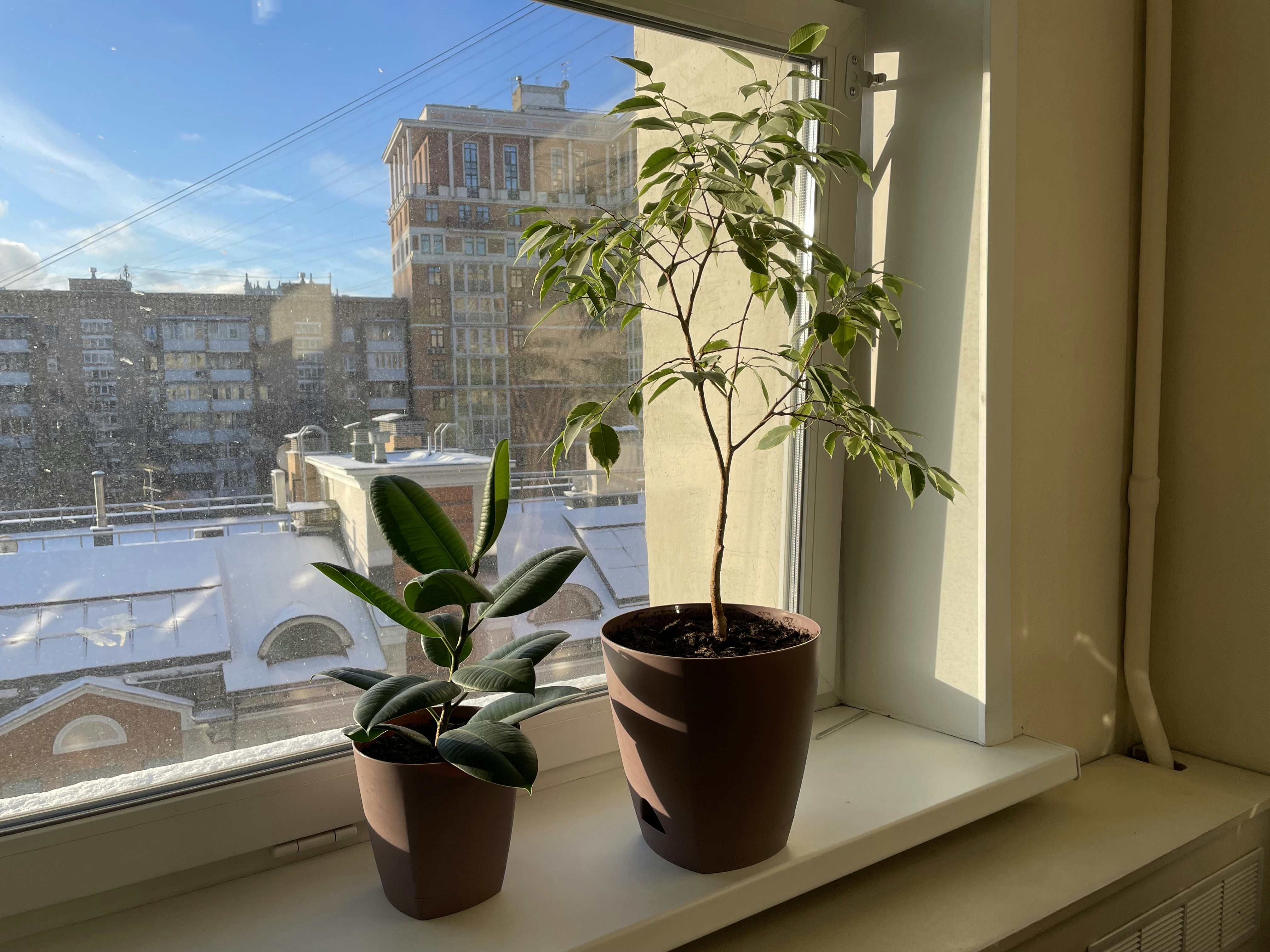 Sunlit Greenery Framing a Snowy City Through Glass