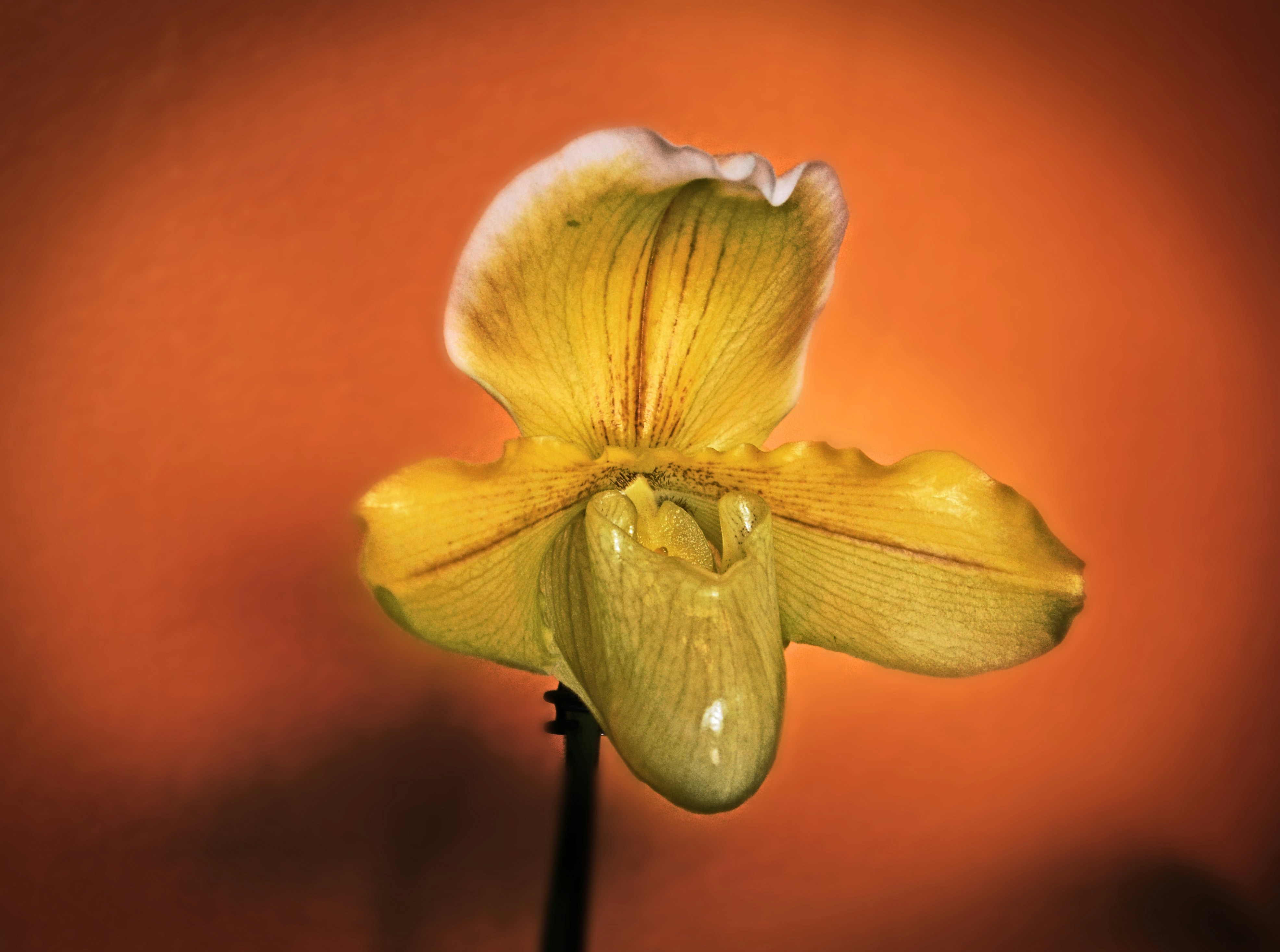 Yellow orchid with striped petals set against a warm orange background.