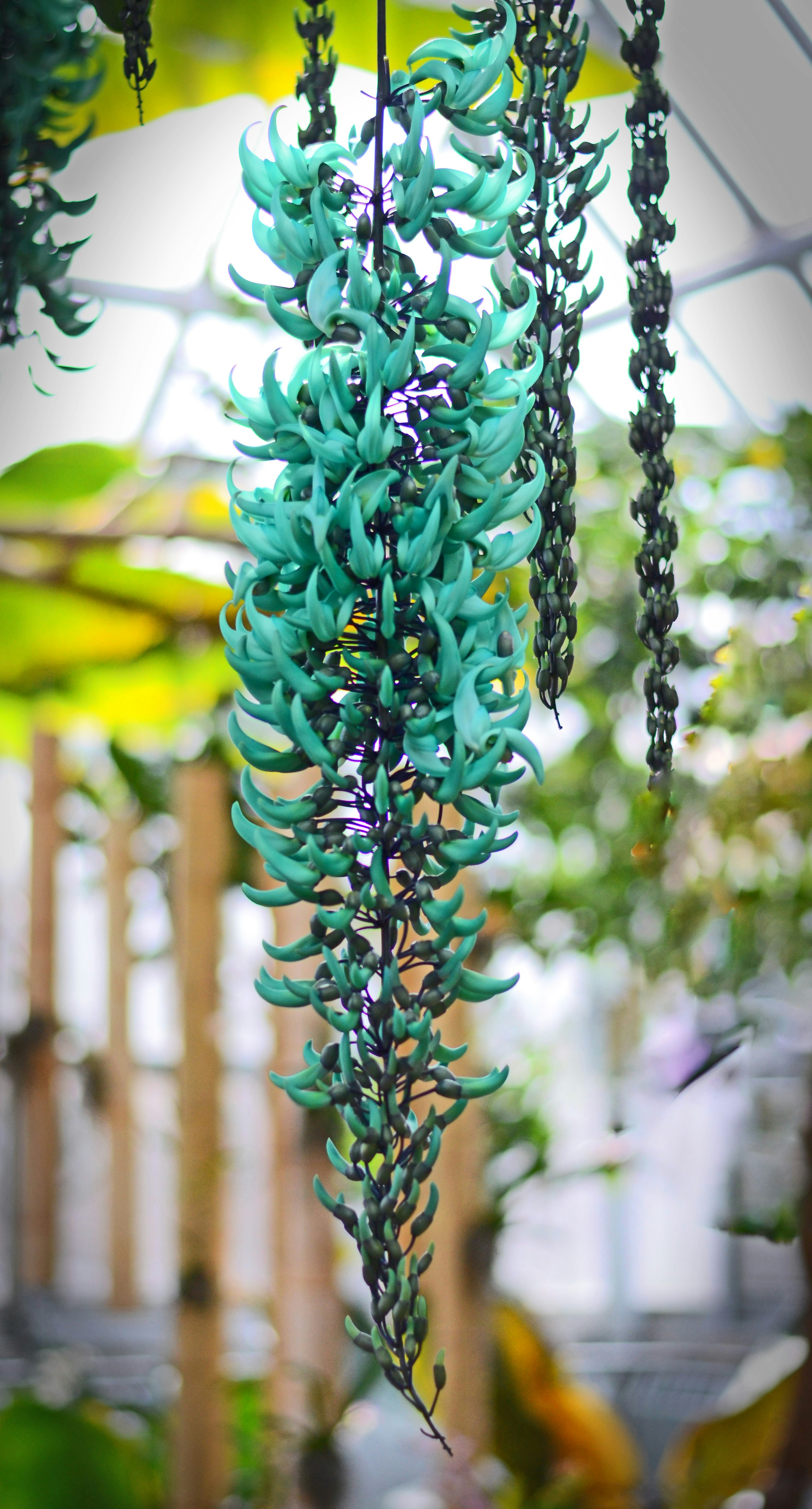 Emerald Cascade in a Glasshouse: Hanging Succulent Threads