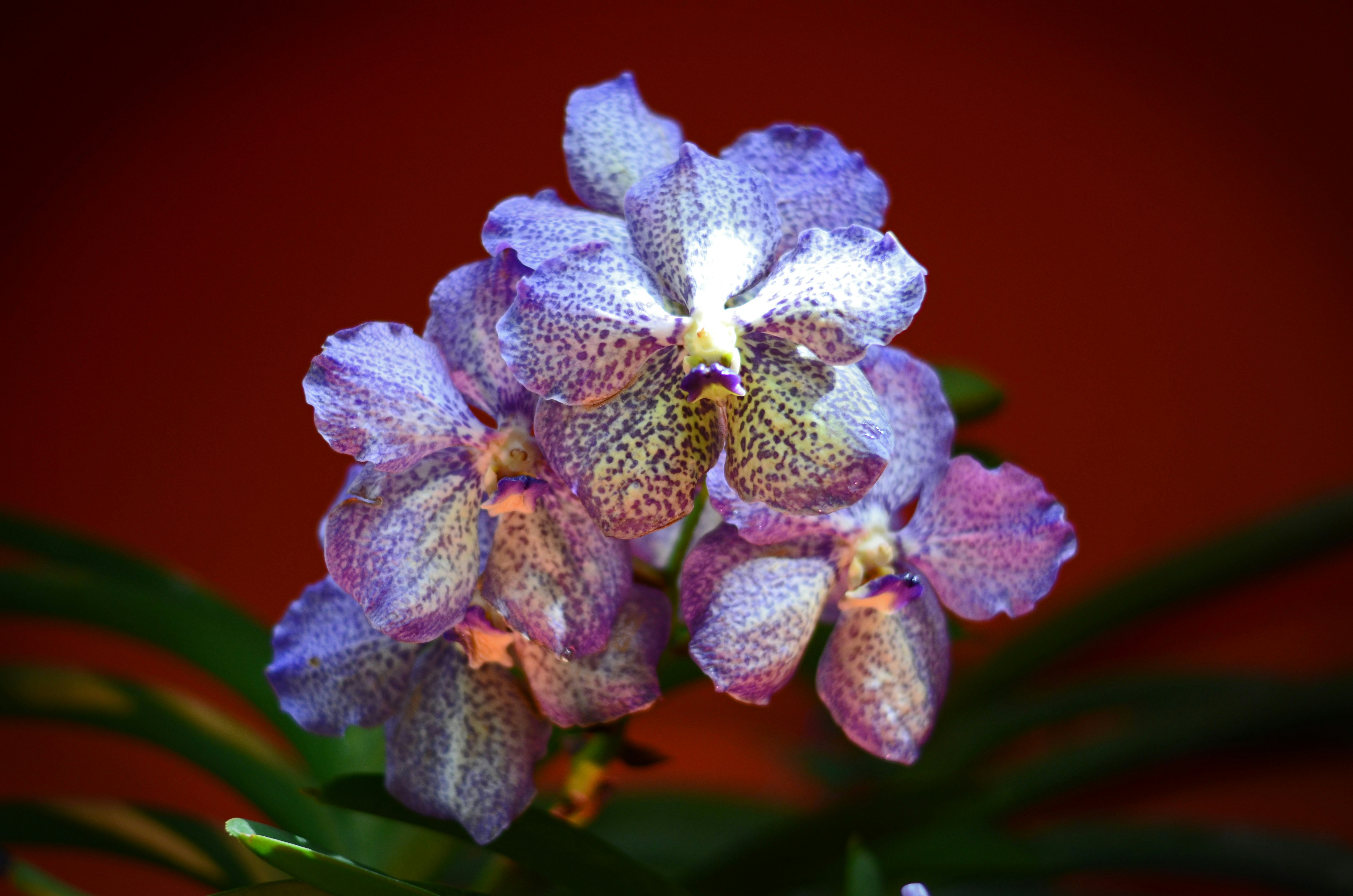 Polka-Dot Violet: An Orchid in a Velvet Sunset