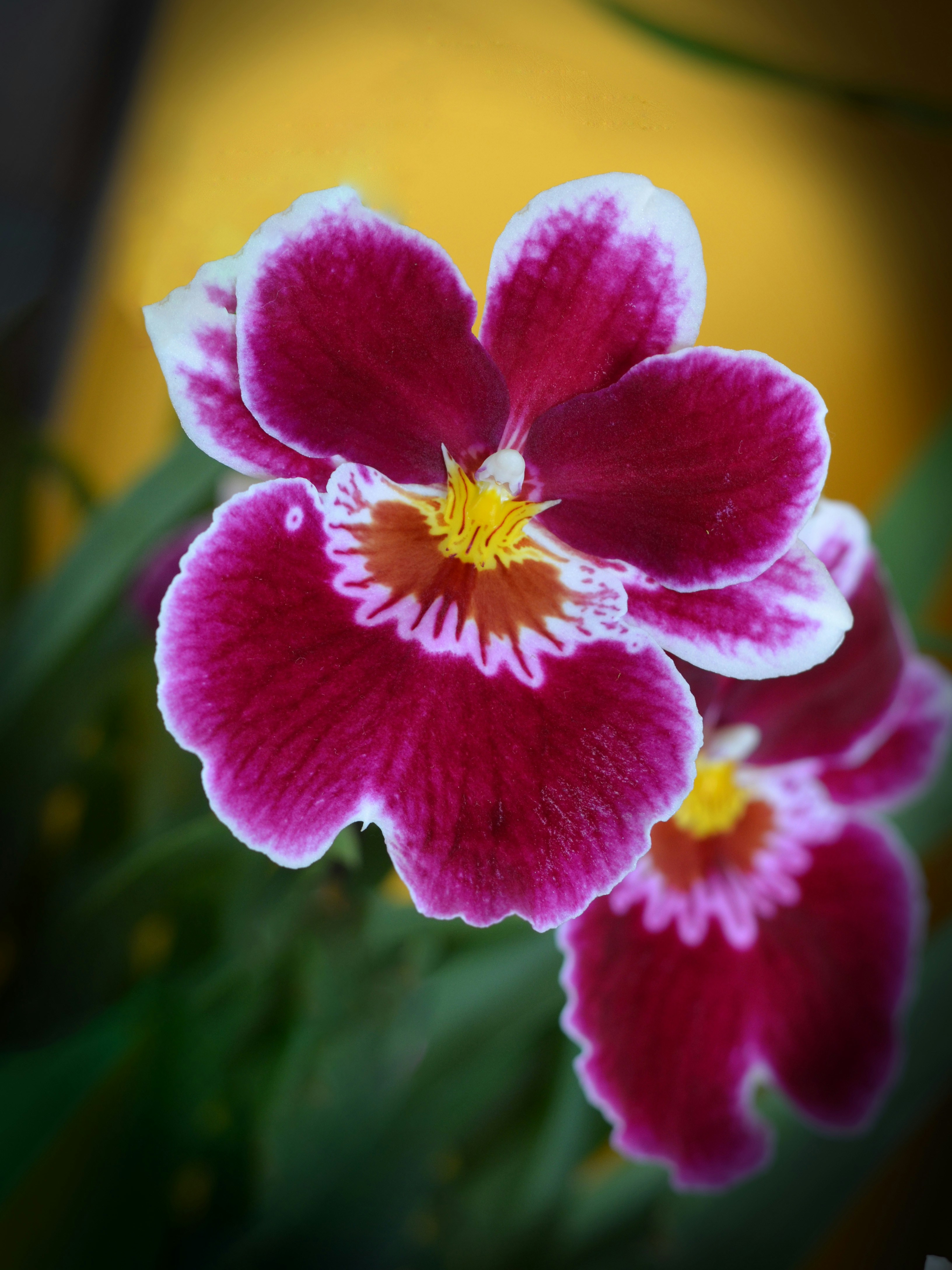 Crimson Velvet Orchid: Snow-White Edges Framing a Sunlit Bloom