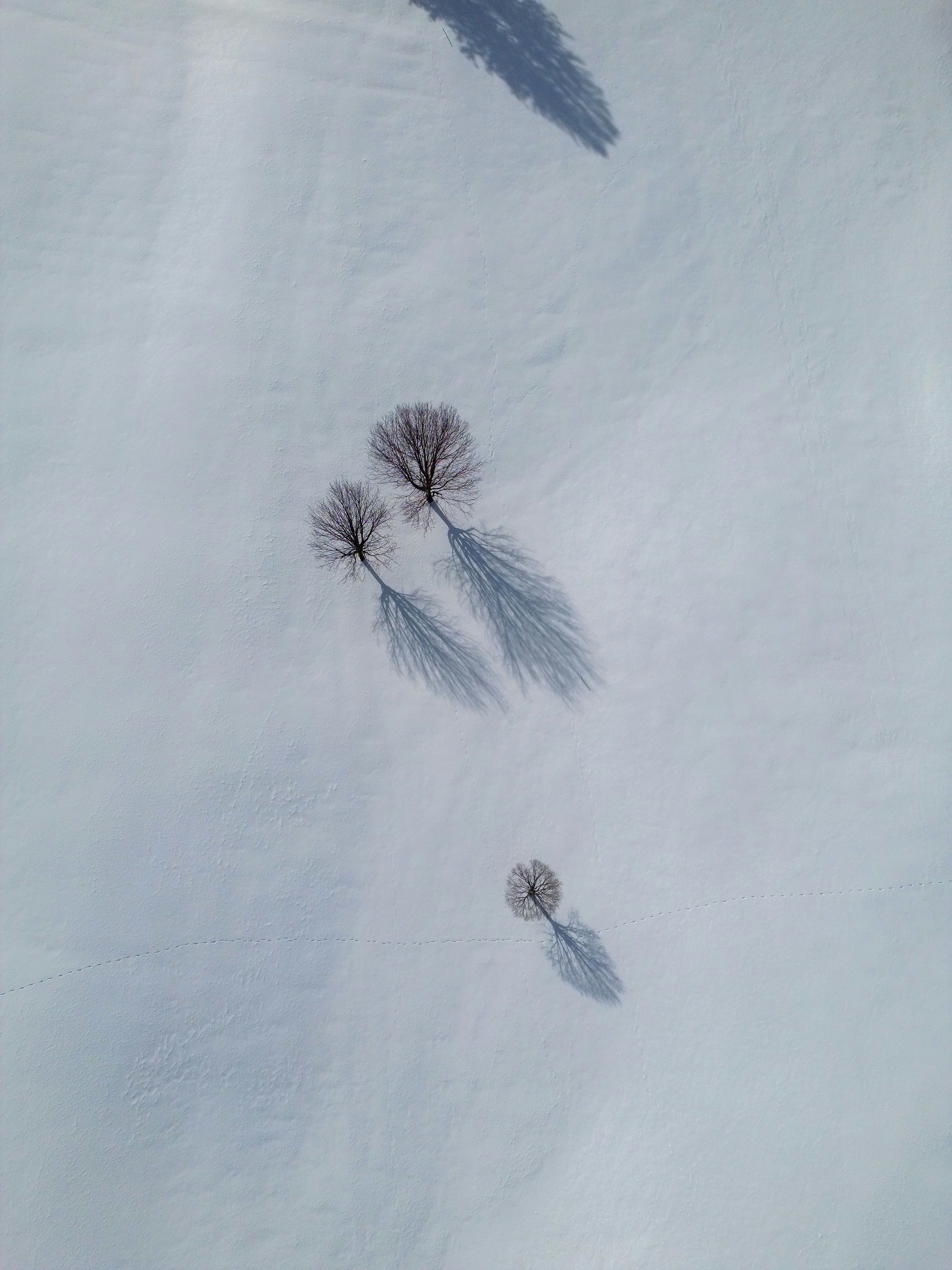 Three bare trees casting elongated shadows across a pristine snowy landscape, creating a serene winter scene.