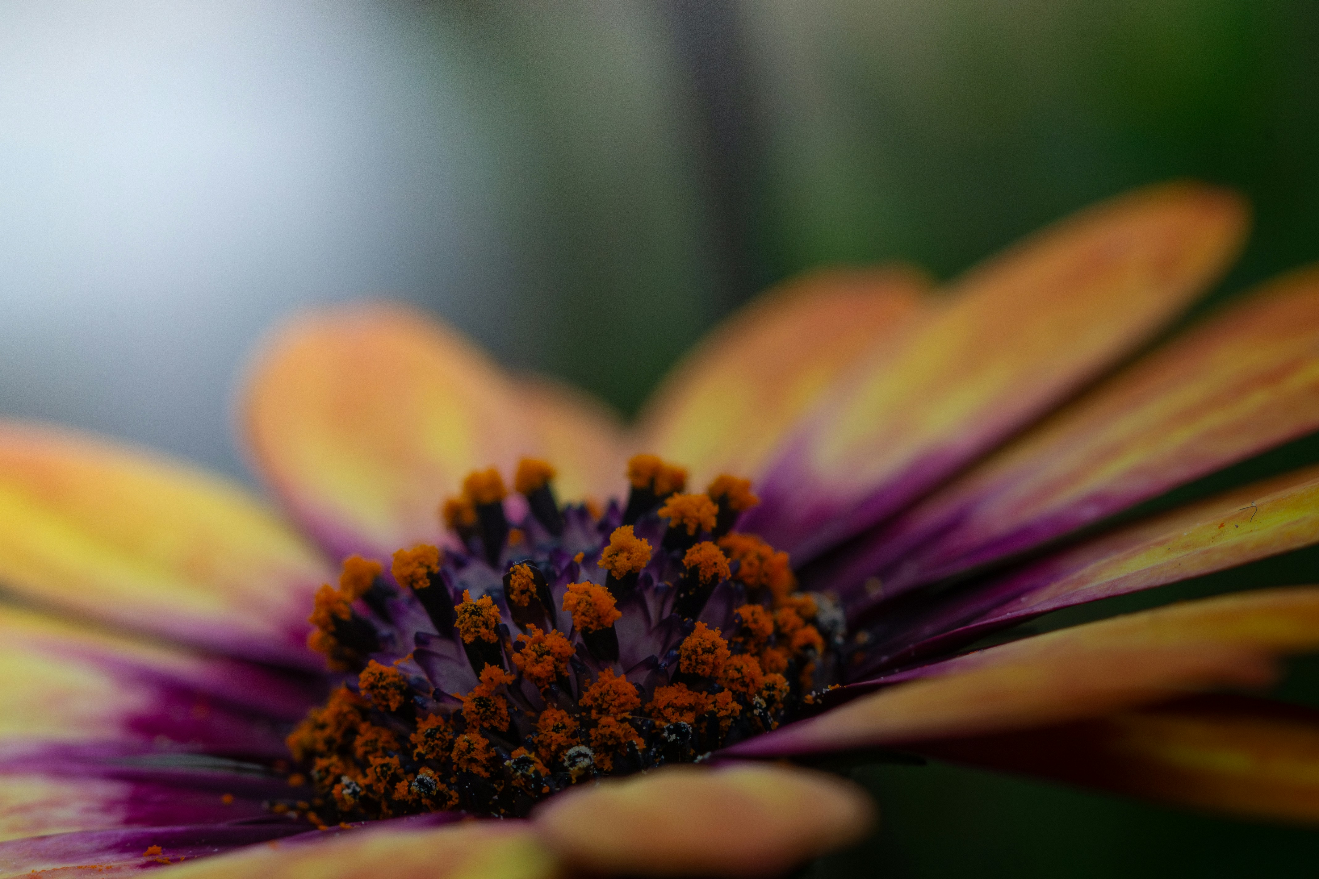 Close-up of a flower with vivid orange and purple hues, focusing on the pollen-laden center.