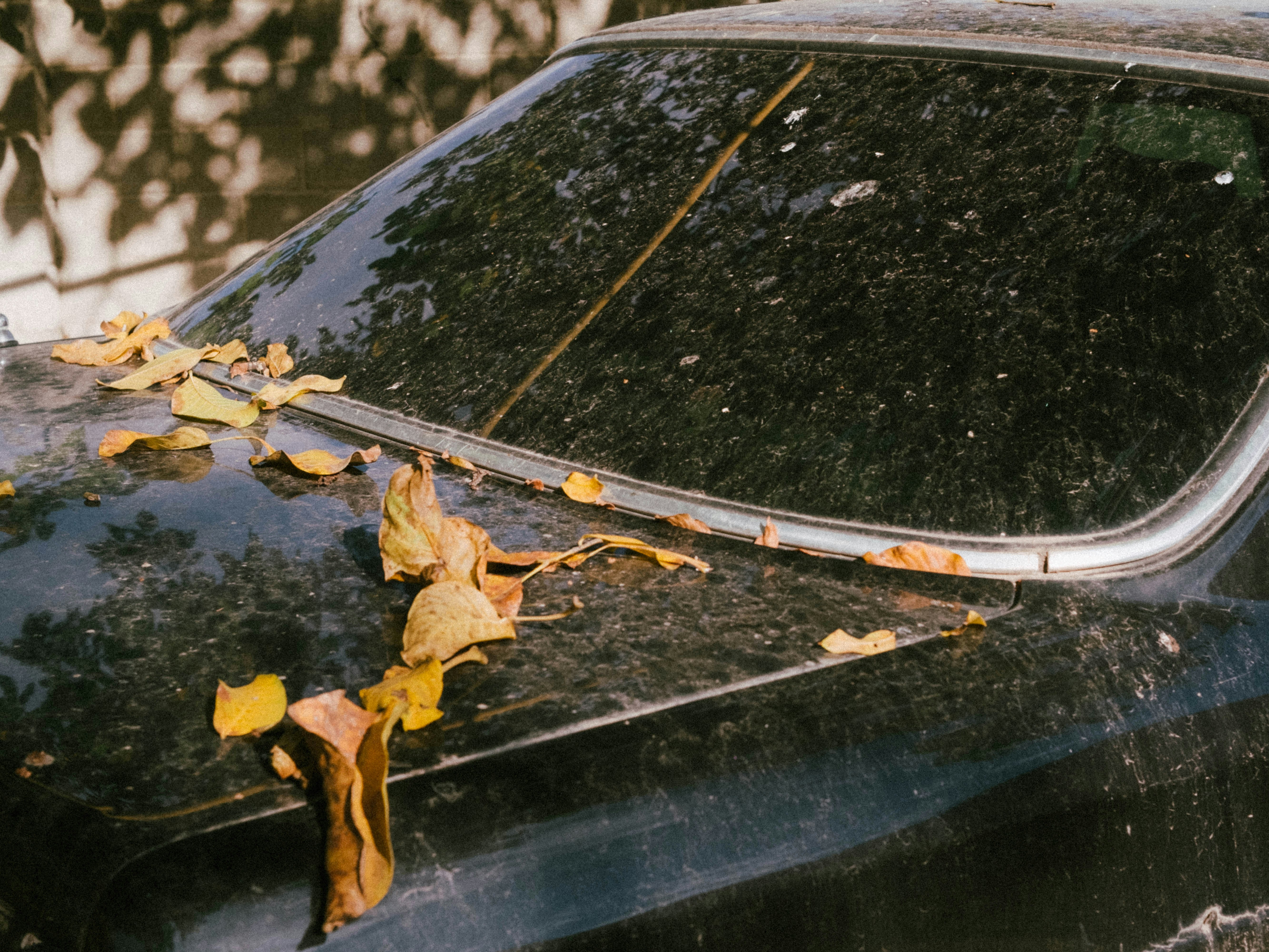 Autumn's Quiet Embrace on a Forgotten Car
