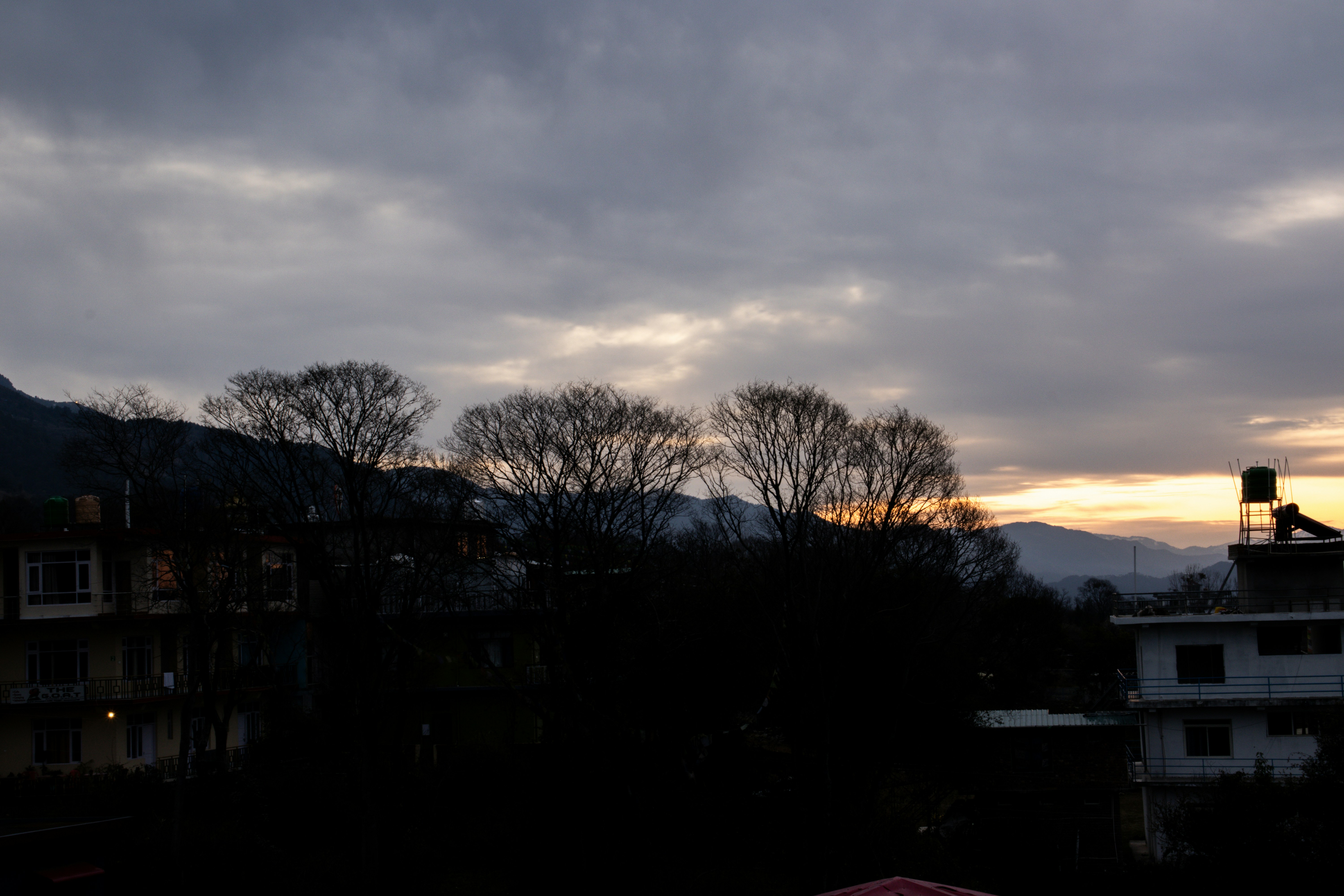 Dusk Over Quiet Rooftops: Silhouetted Trees Against a Fading Sky