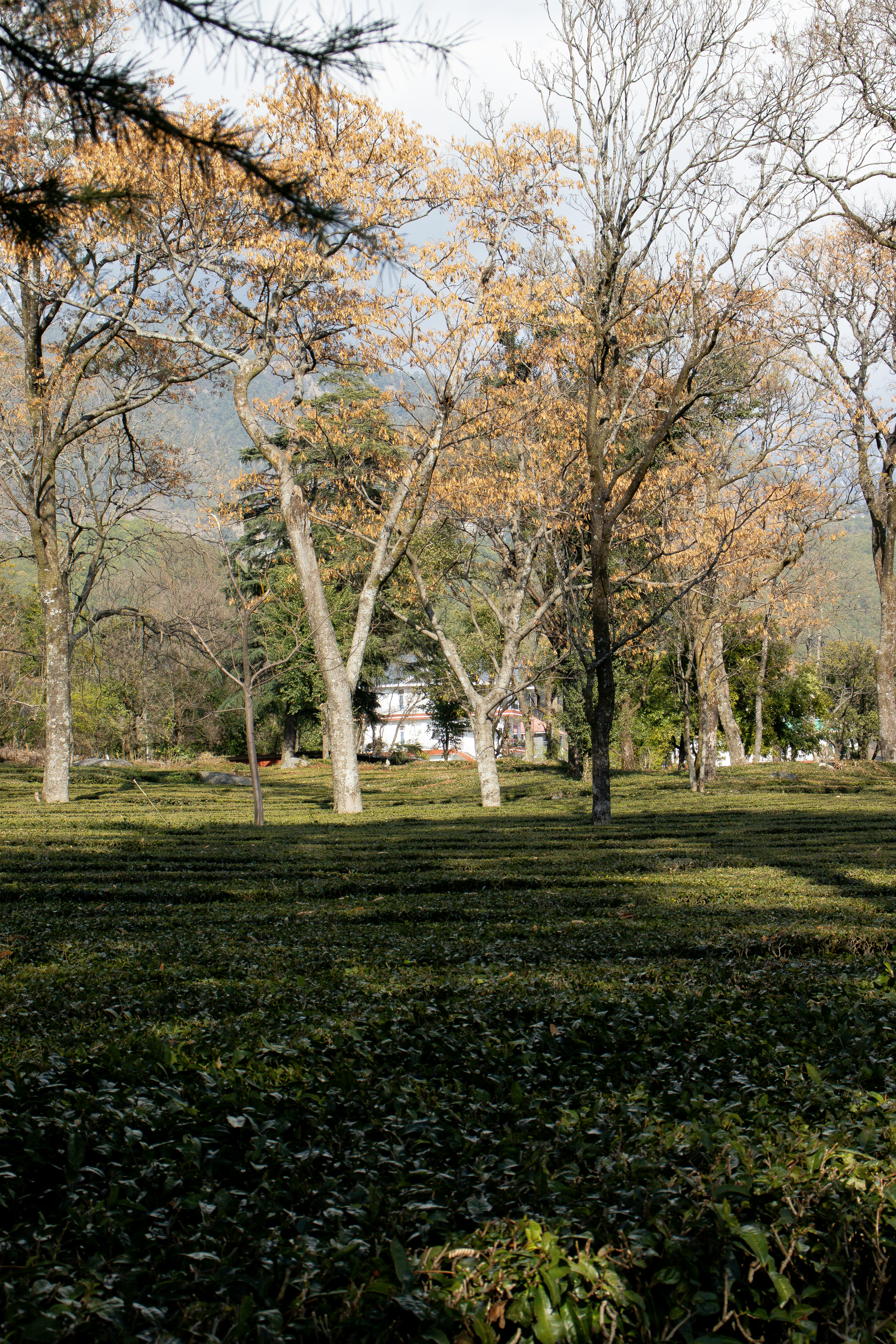 A tranquil landscape featuring trees with autumn foliage, set against a backdrop of lush greenery and distant hills. The scene evokes a peaceful connection with nature.