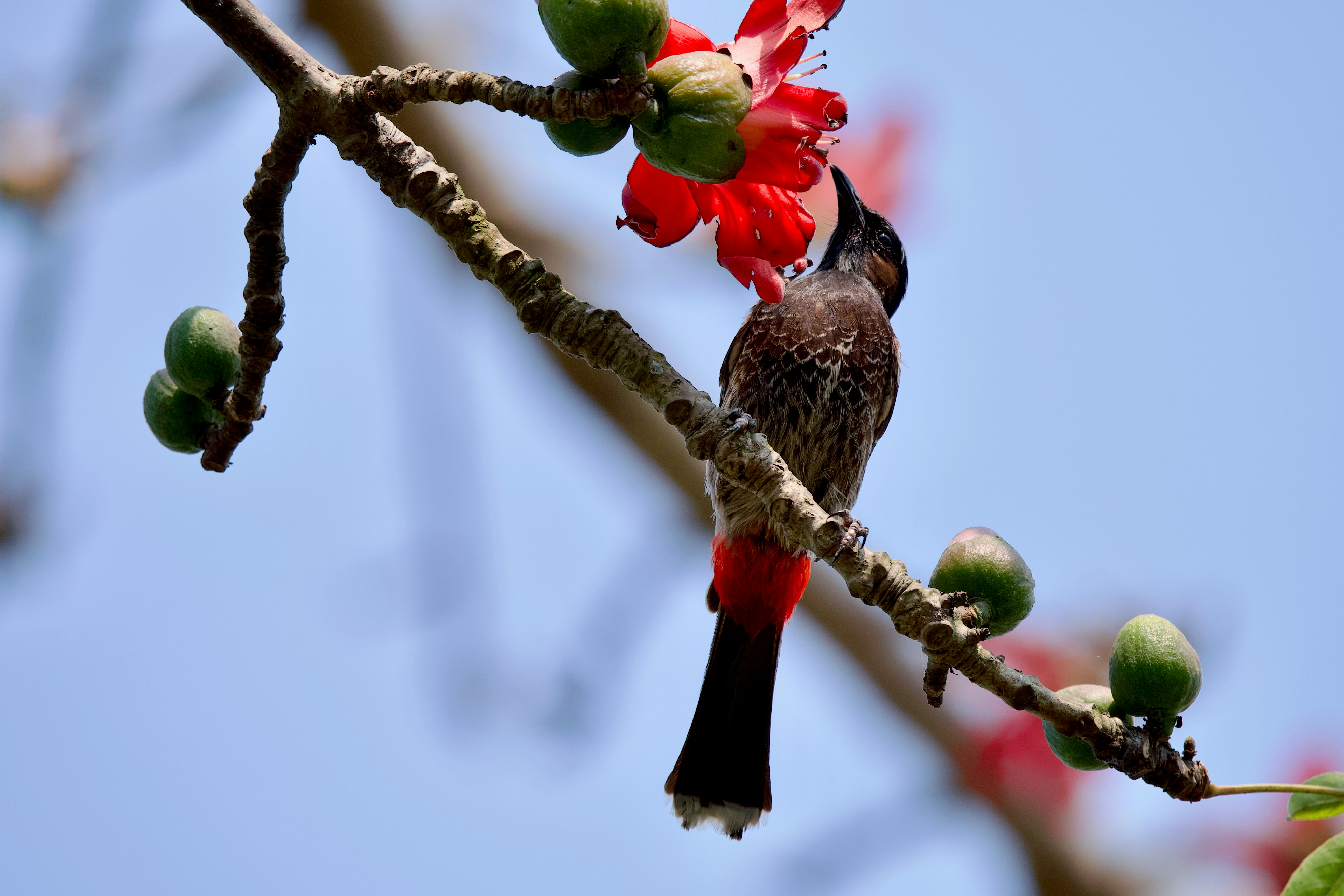Hummingbird in Crimson Bloom: a sunlit pause on a branch