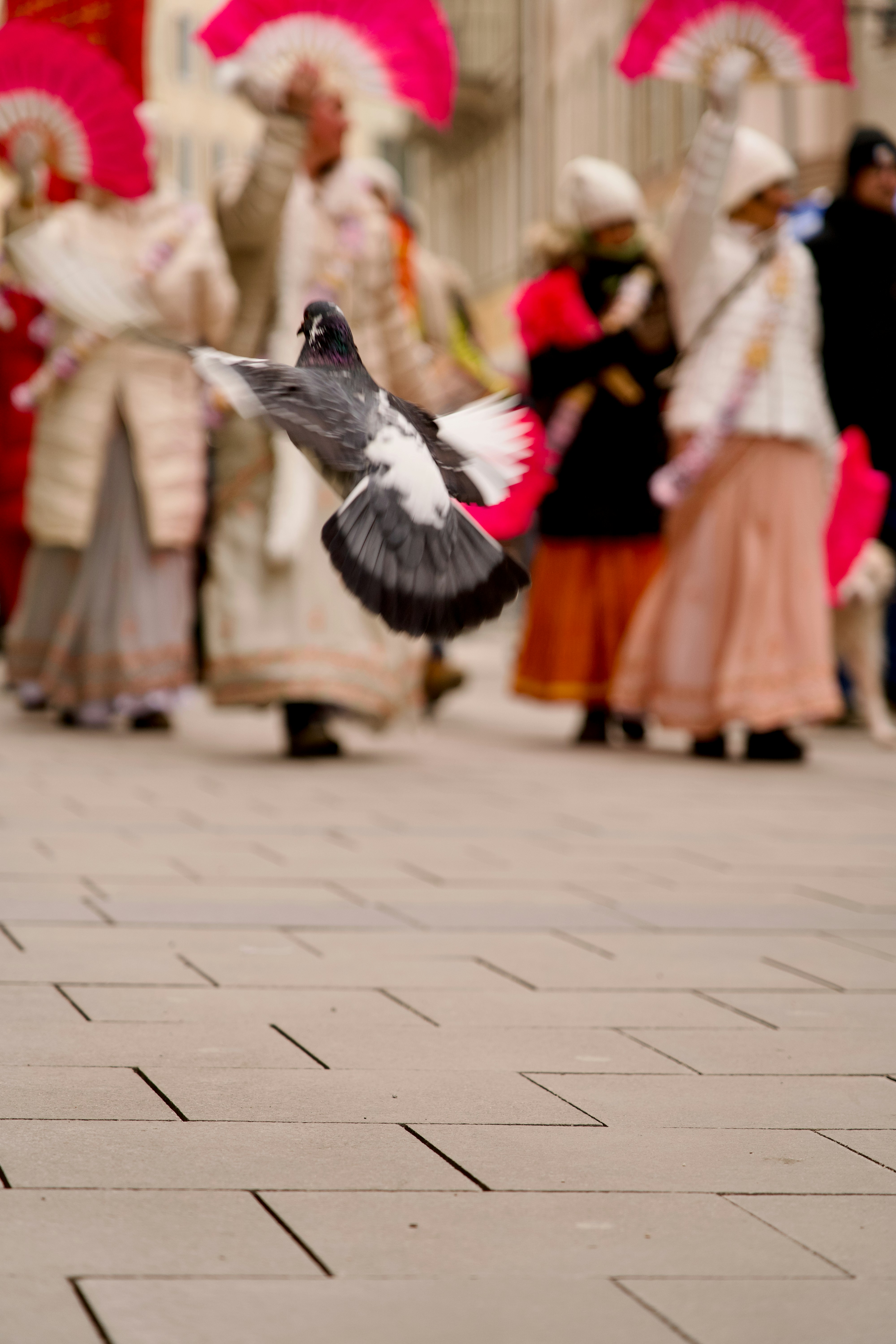 Wingbeat Over a Parasol Parade: Pigeon in Flight Through a Festival Backdrop