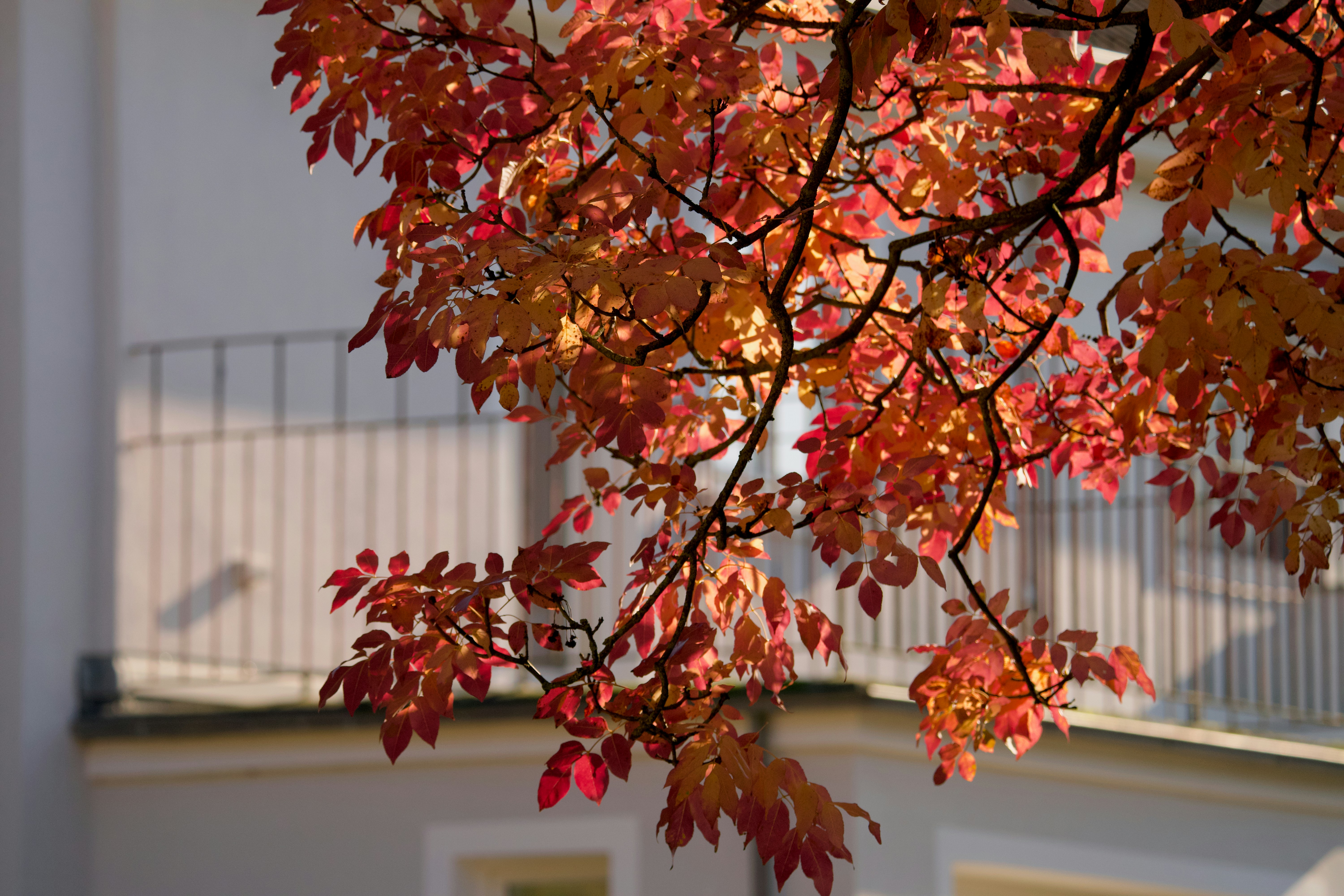 Sunlit branches with red and orange leaves against a blurred building background.