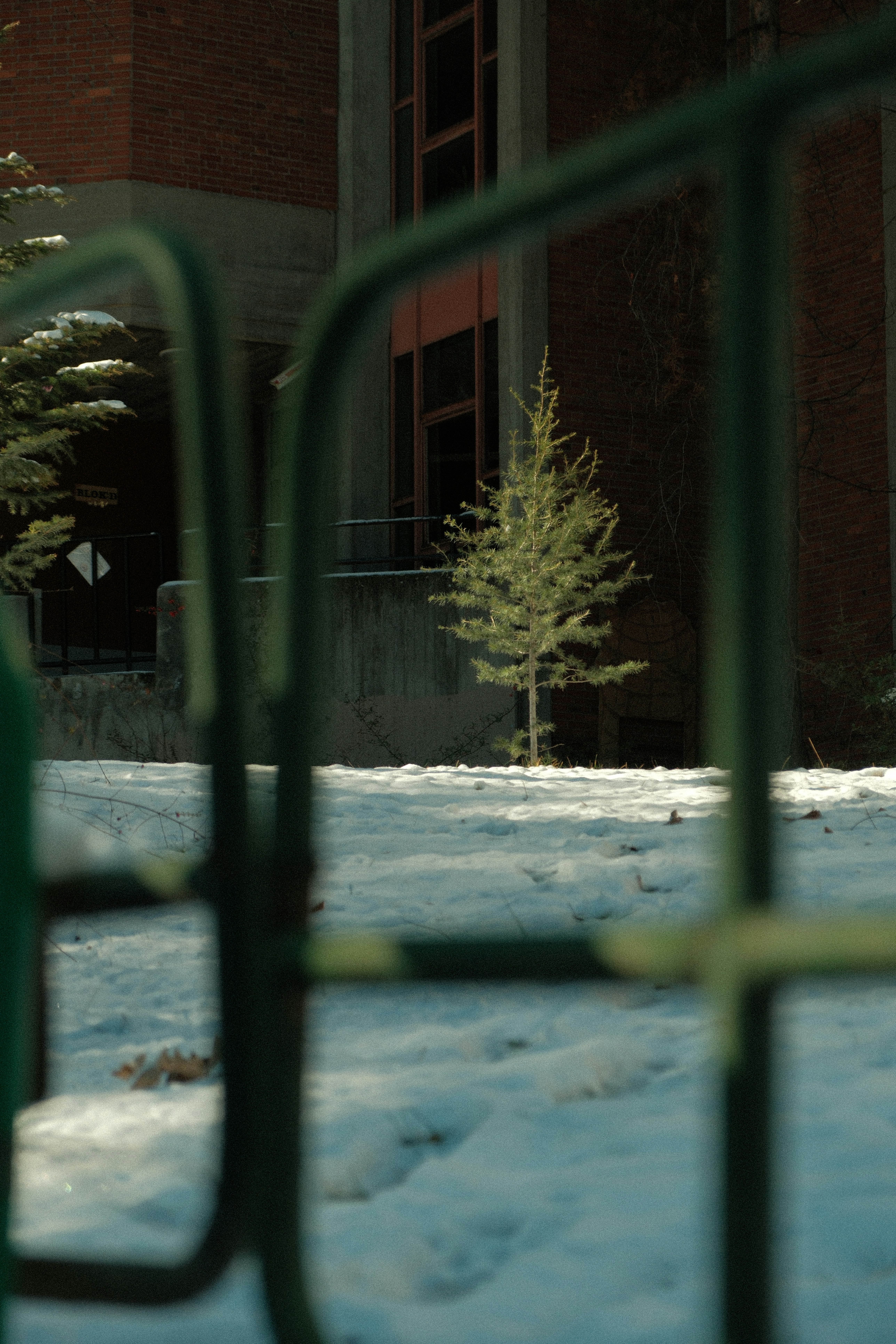 Lone evergreen framed by winter rails in a snow-dusted campus courtyard