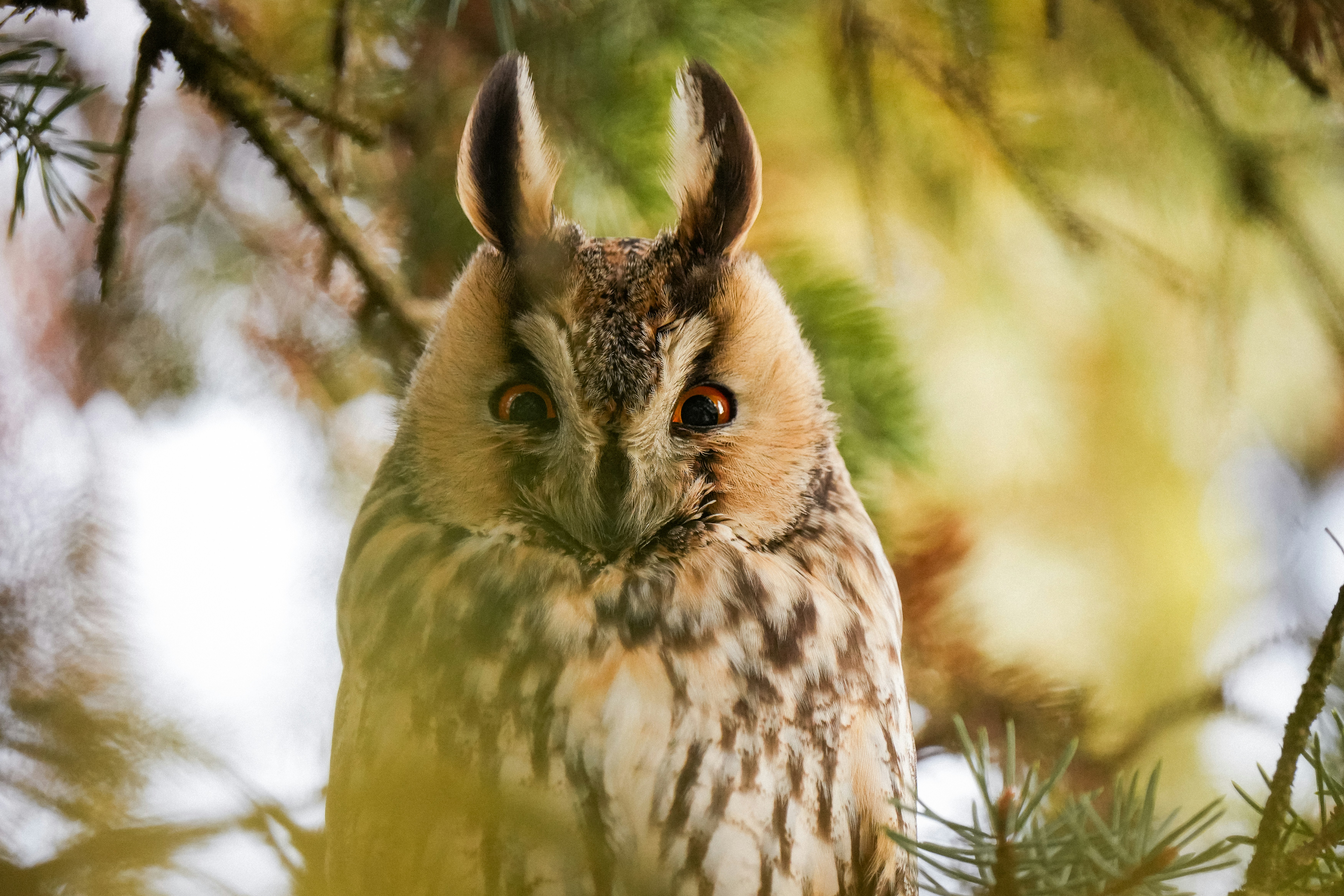 Gaze Through the Pines: An Owl Amid Sunlit Needles