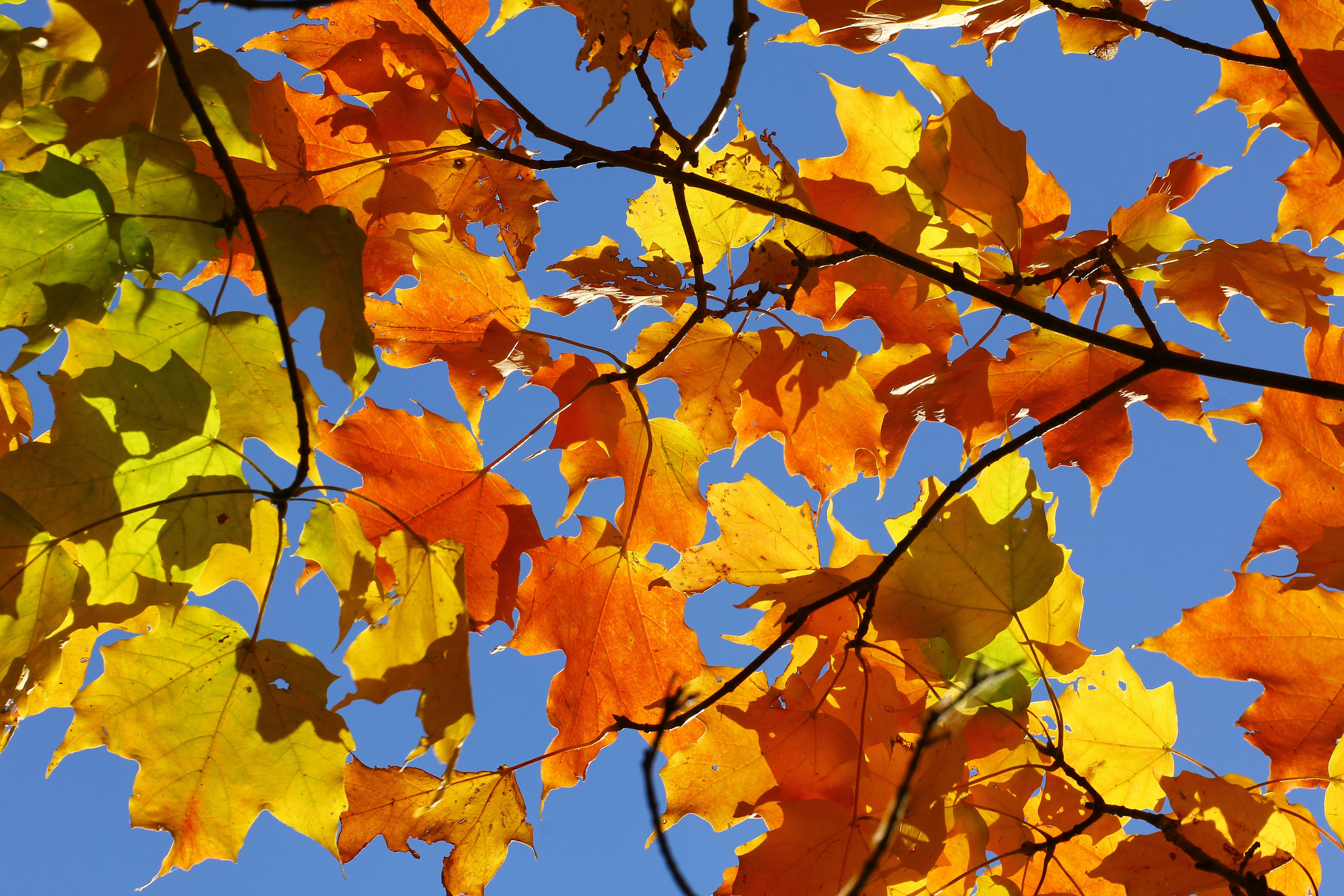 The leaves of a tree in autumn against a blue sky photo – Free Autumn ...