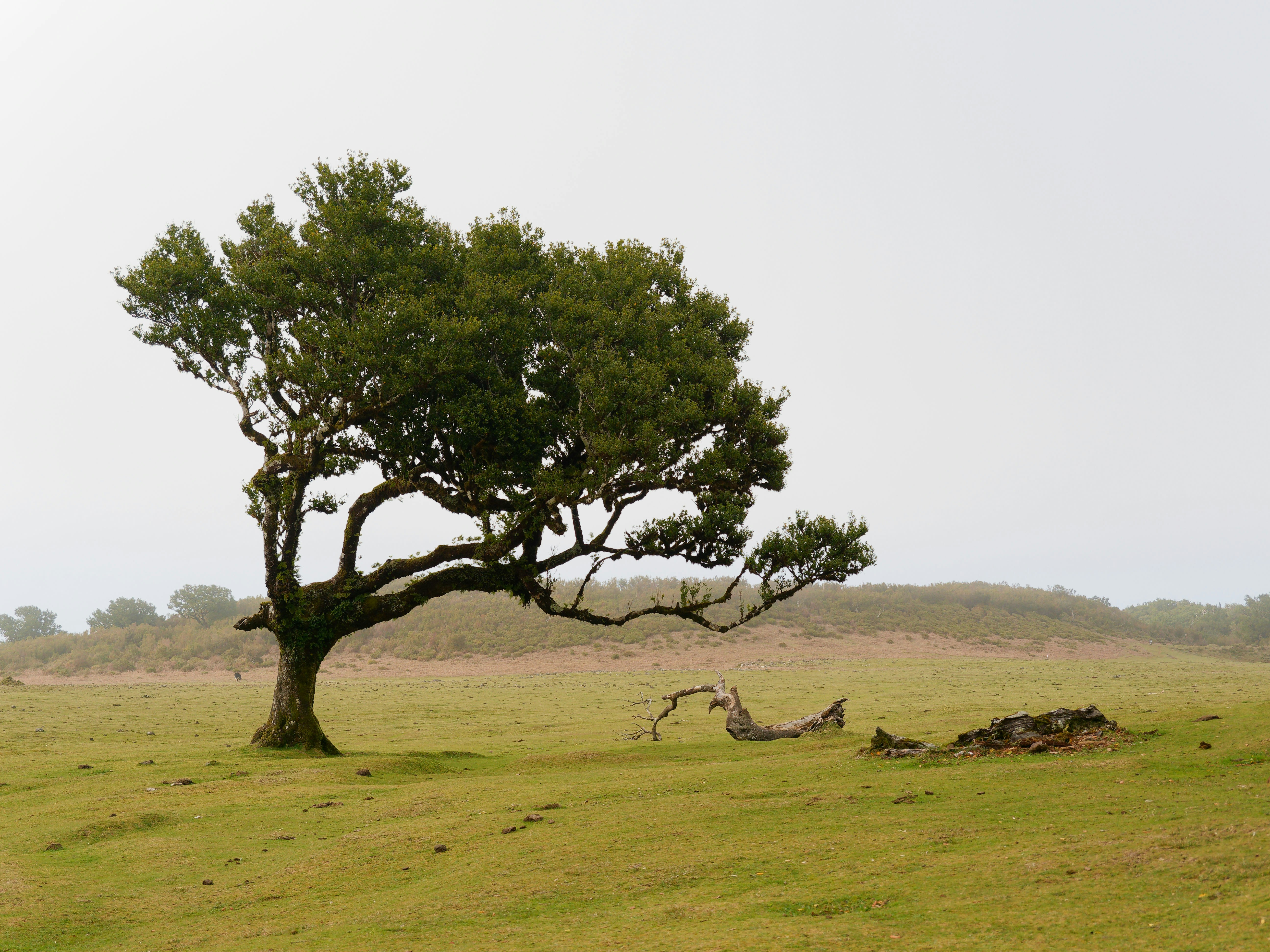 Lone tree with sprawling branches stands on a vast grassy field under an overcast sky.