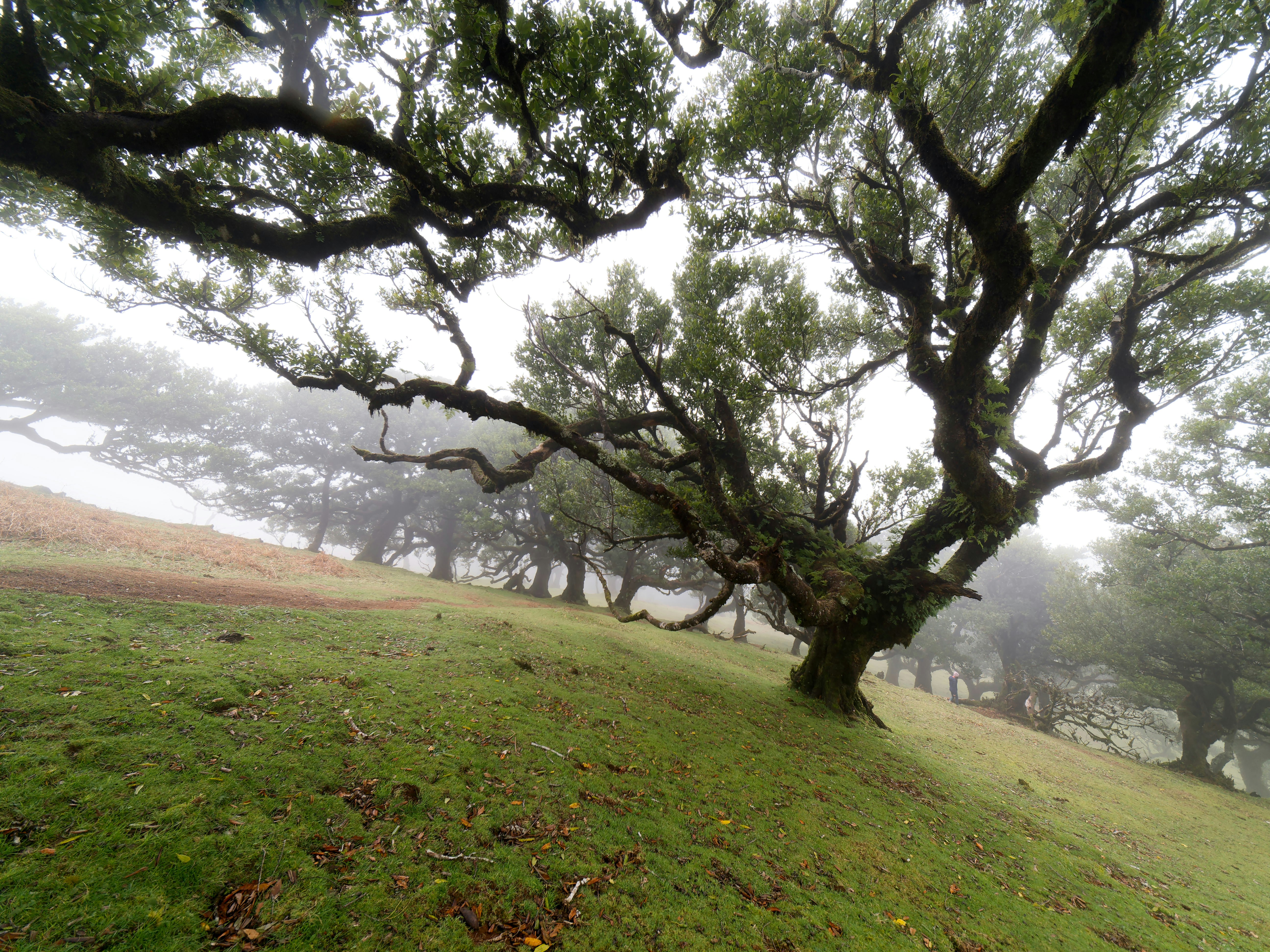 A large tree sitting on top of a lush green hillside photo – Free ...
