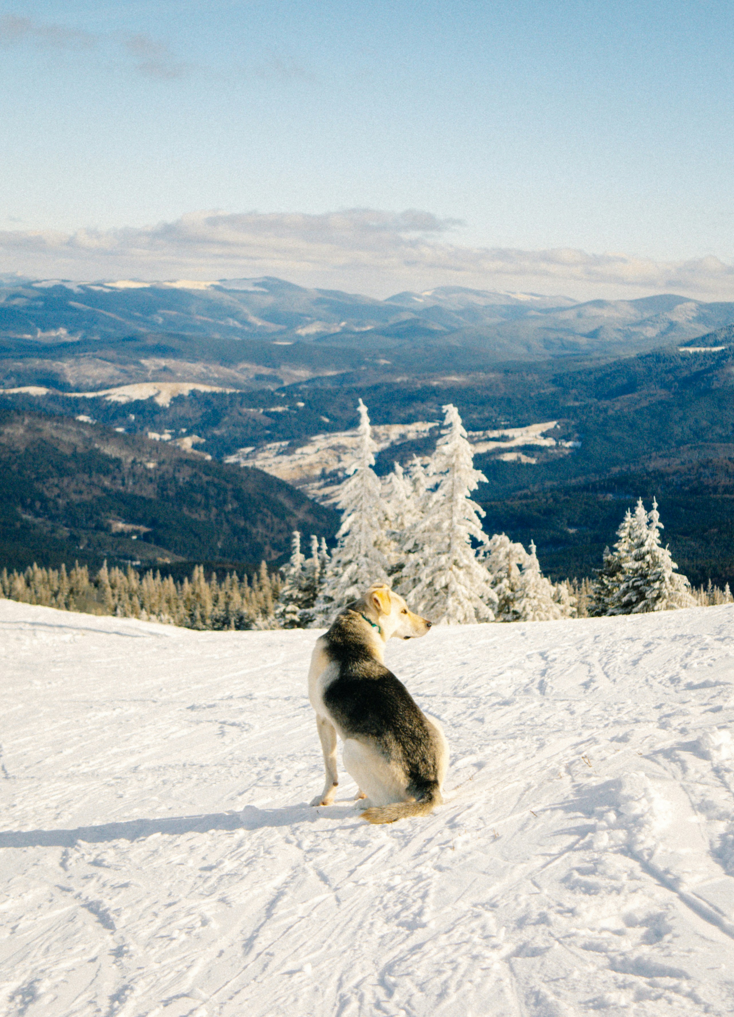 A dog sitting on top of a snow covered slope photo – Free Dragobrat ...