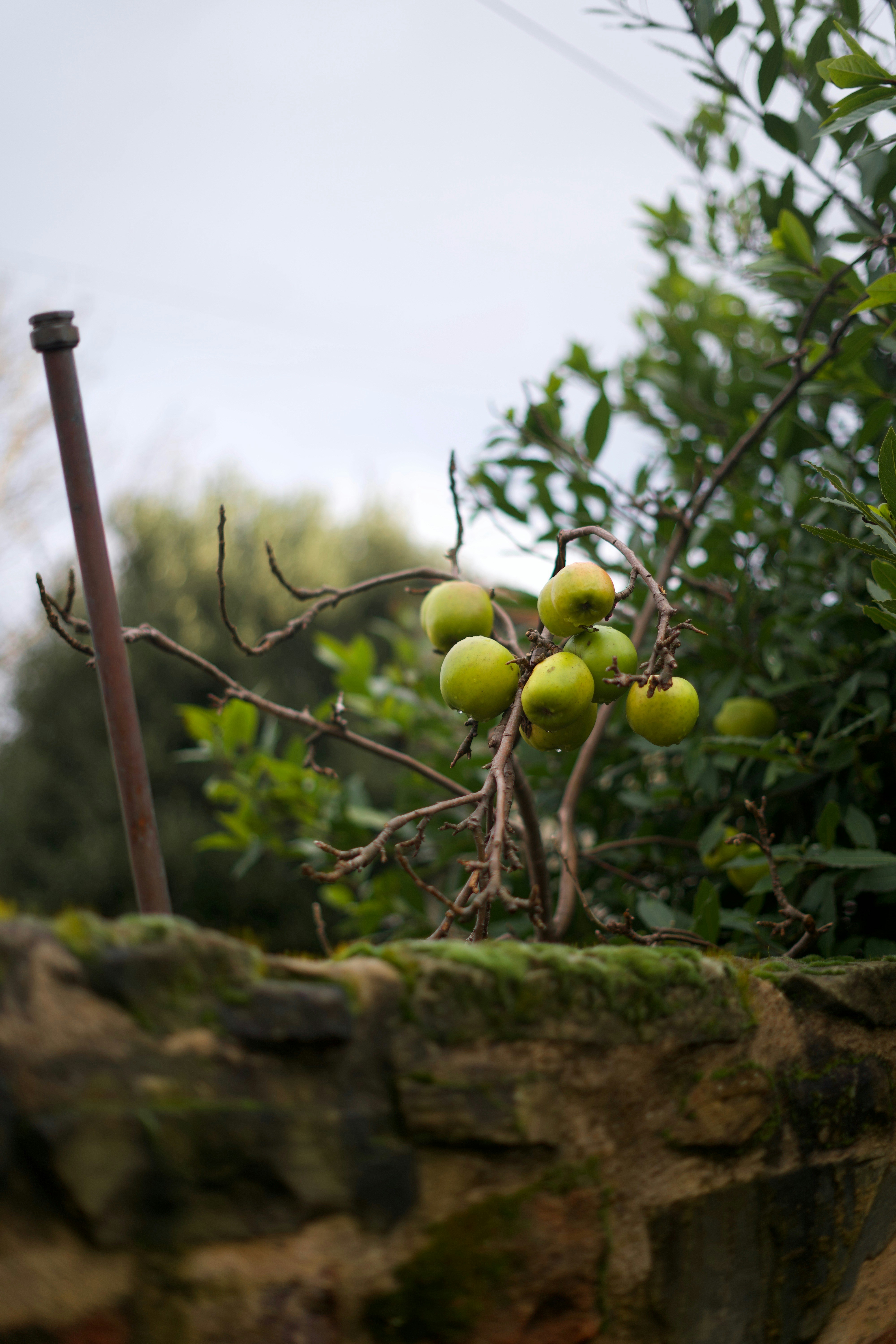 Green apples on a bare-armed branch perched above a mossy stone ledge
