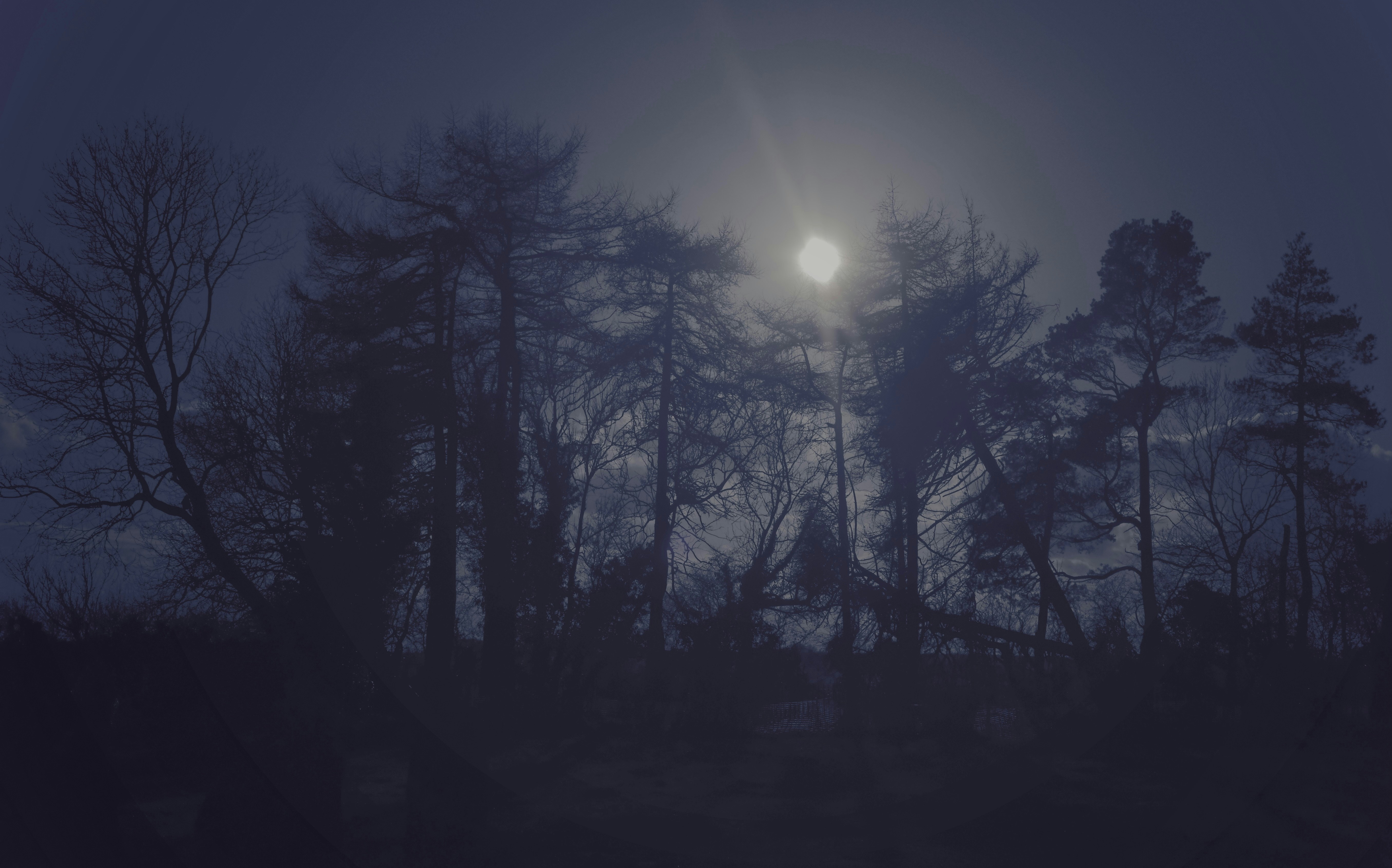 Moonlight Seeping Through Silent Pines