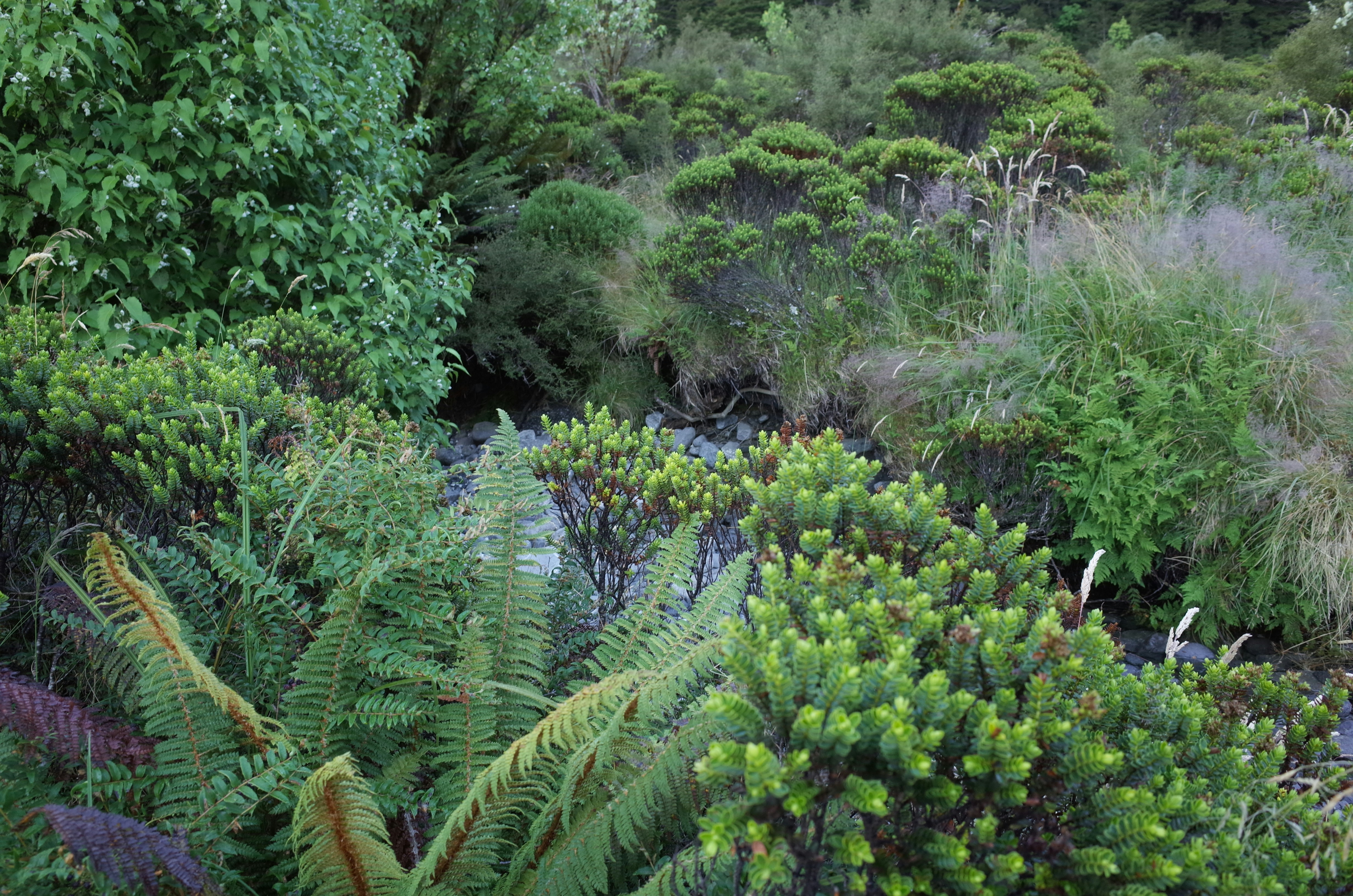 Dense understory of ferns and shrubs fills a garden scene, with a sunlit path receding into the background.