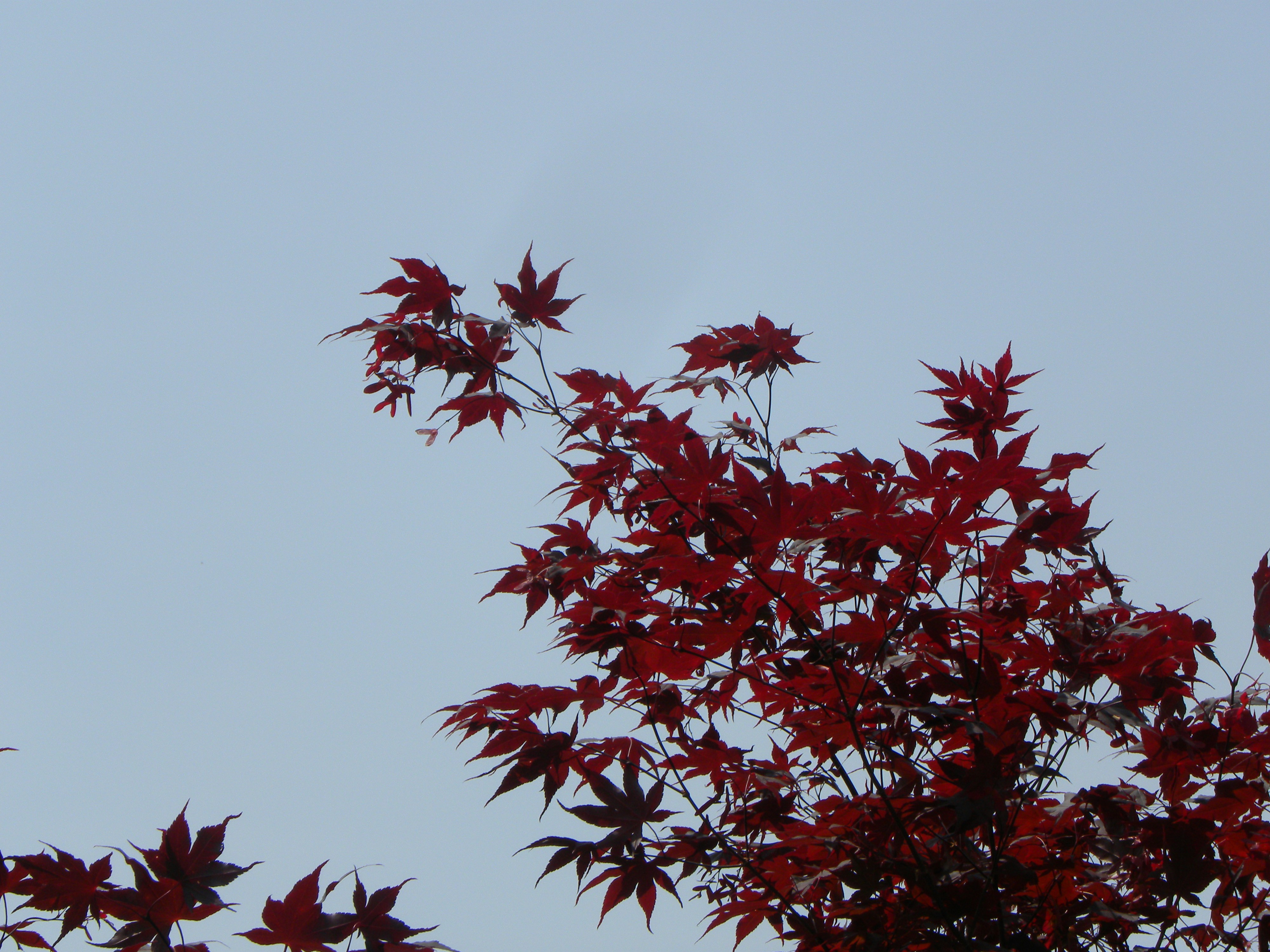 Vibrant red maple leaves contrast with a serene blue sky, showcasing the beauty of autumn foliage.