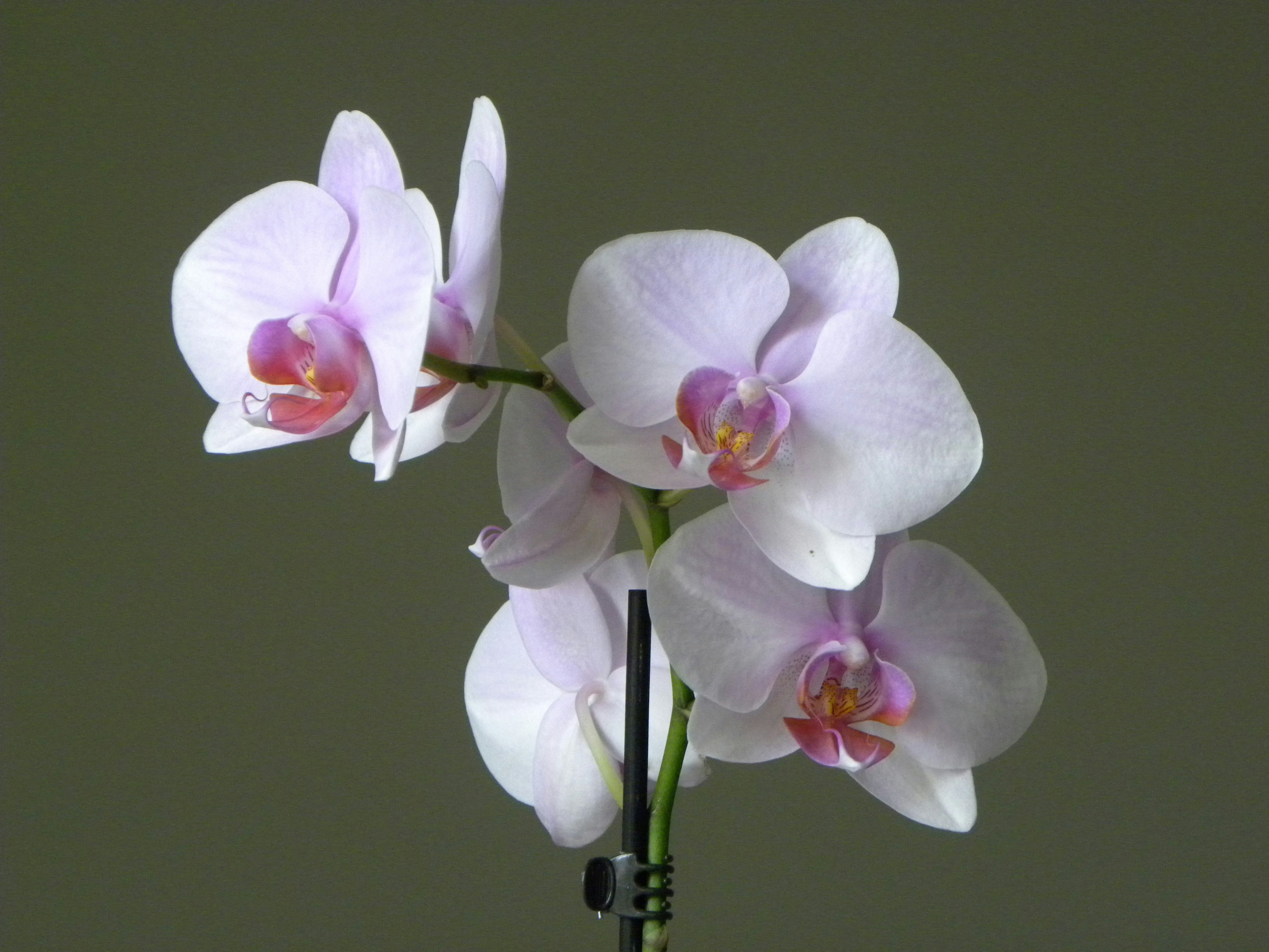 Photo by Doug R. W. Dunigan with Nikon COOLPIX P90