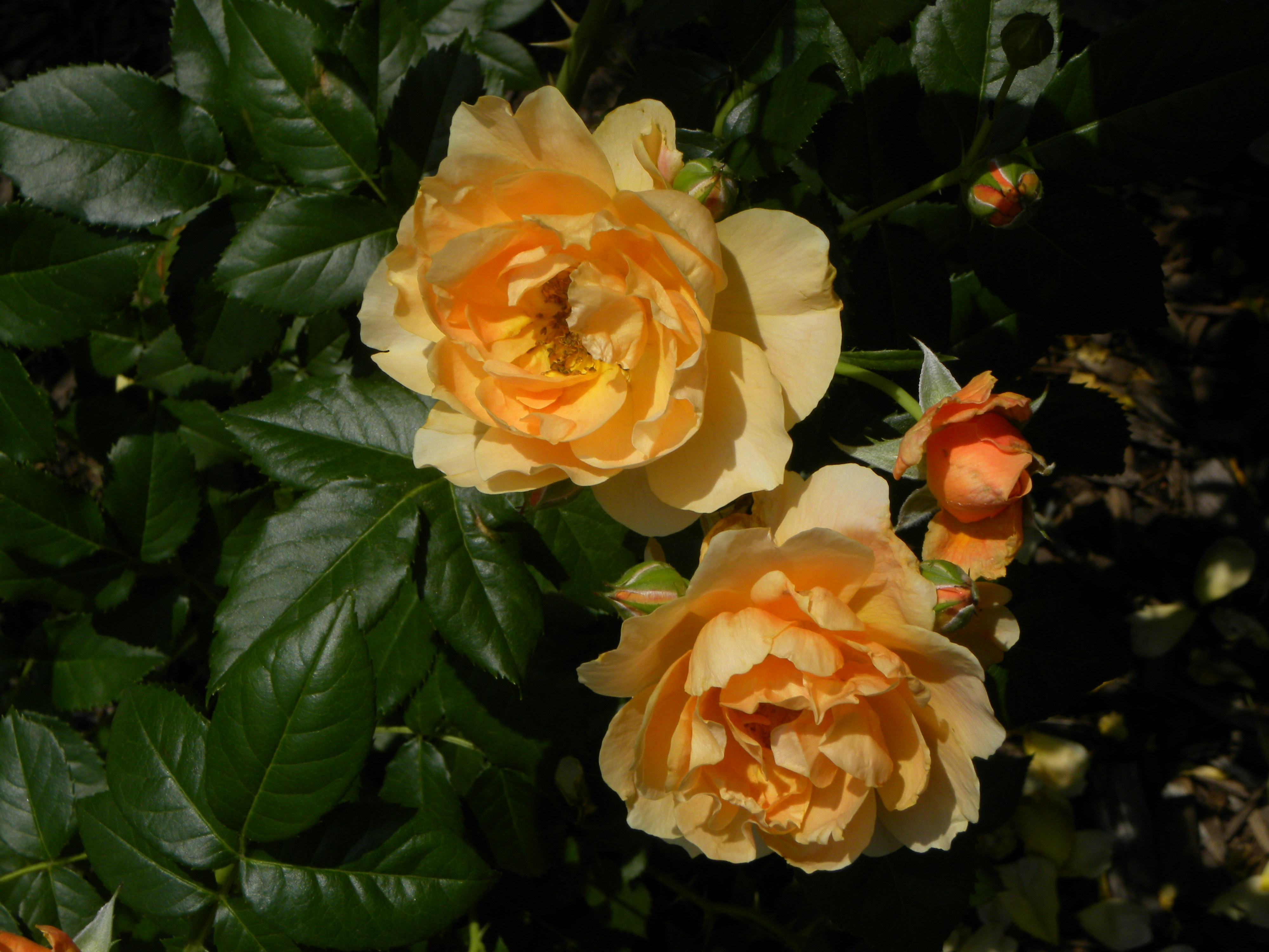 Photo by Doug R. W. Dunigan with Nikon COOLPIX P90