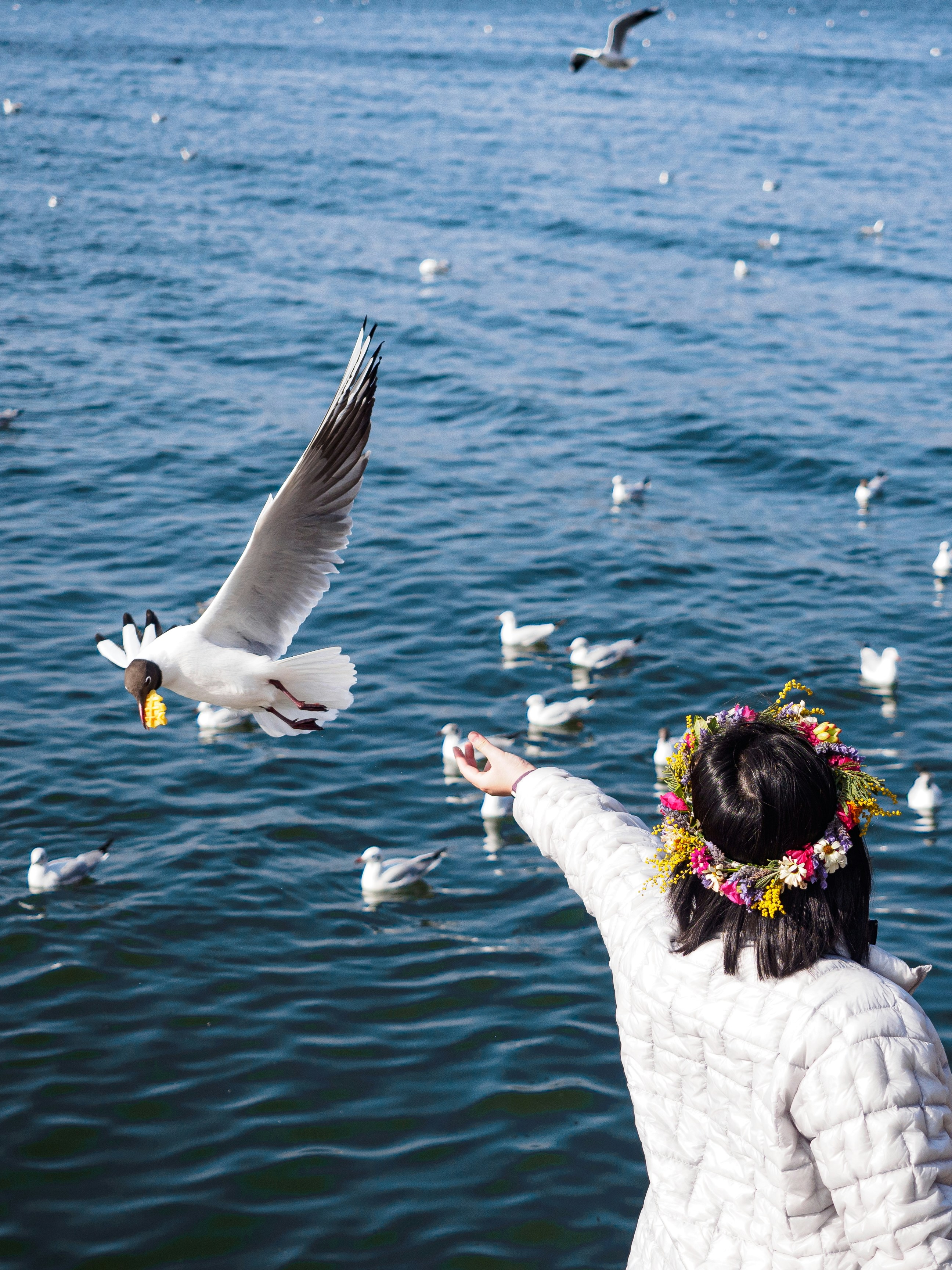 Winged Welcome by the Sea: A Flower-Crowned Visitor and a Seagull in Flight