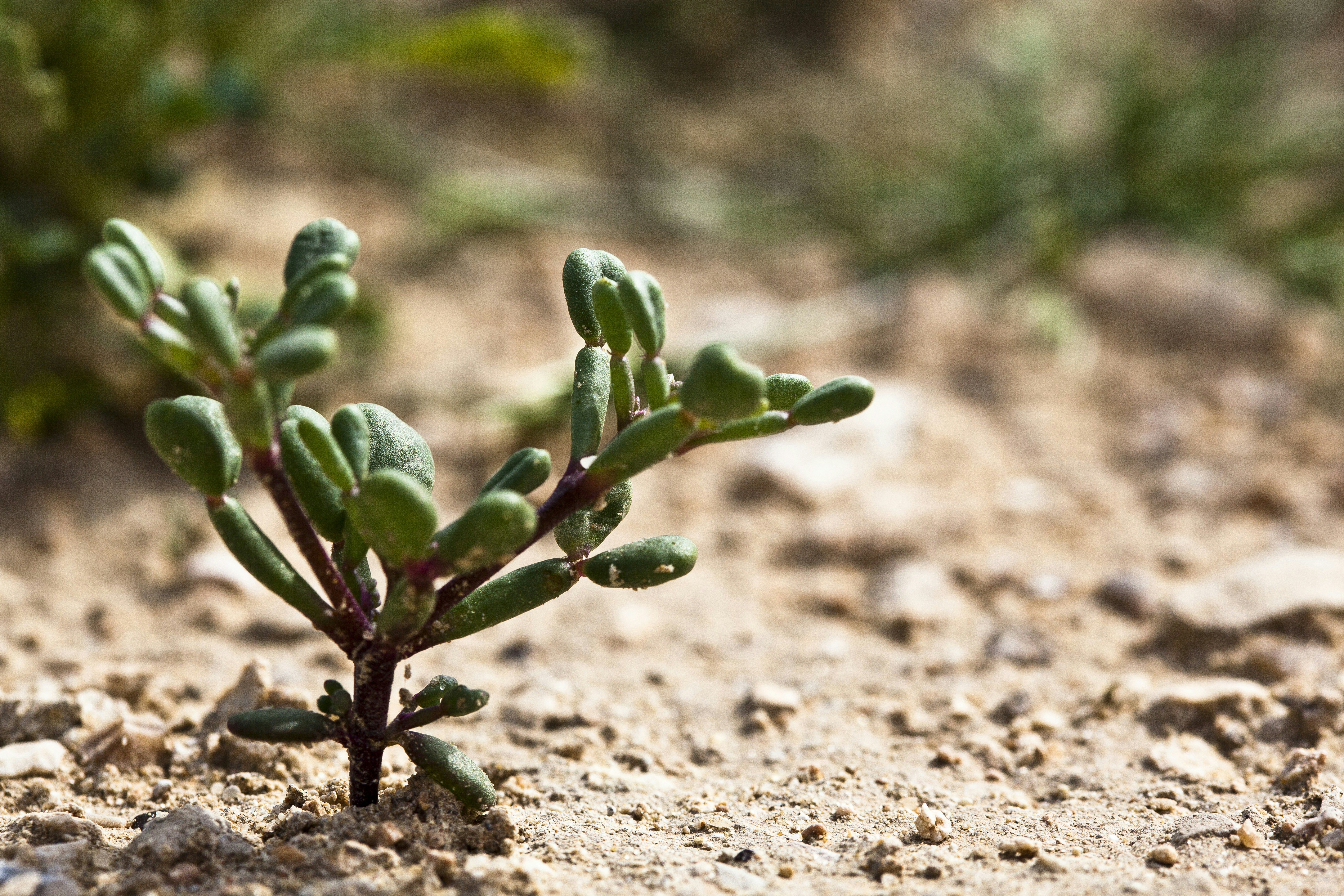 Lone Sprout Against Dry Ground: a Macro Moment