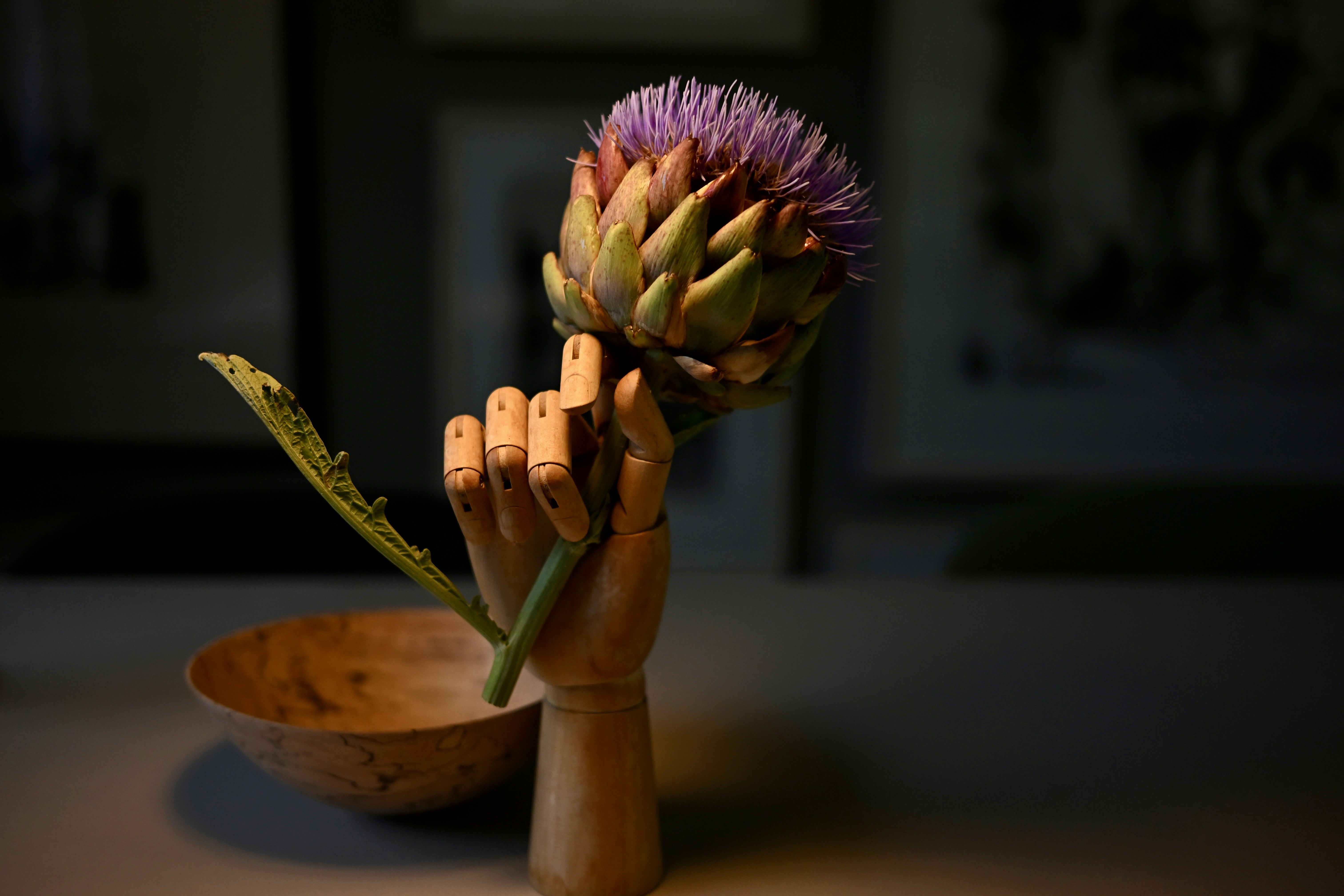 The cardoon, also called the artichoke thistle, is a thistle in the family Asteraceae. It is a naturally occurring species that also has many cultivated forms, including the globe artichoke. It is native to the Mediterranean region, where it was domesticated in ancient times and still occurs as a wild plant. I grew this one, and use it as a cut flower. It is held by a wooden hand made by Hay Design. The bowl is handmade by Sligo wood worker Matt Jones