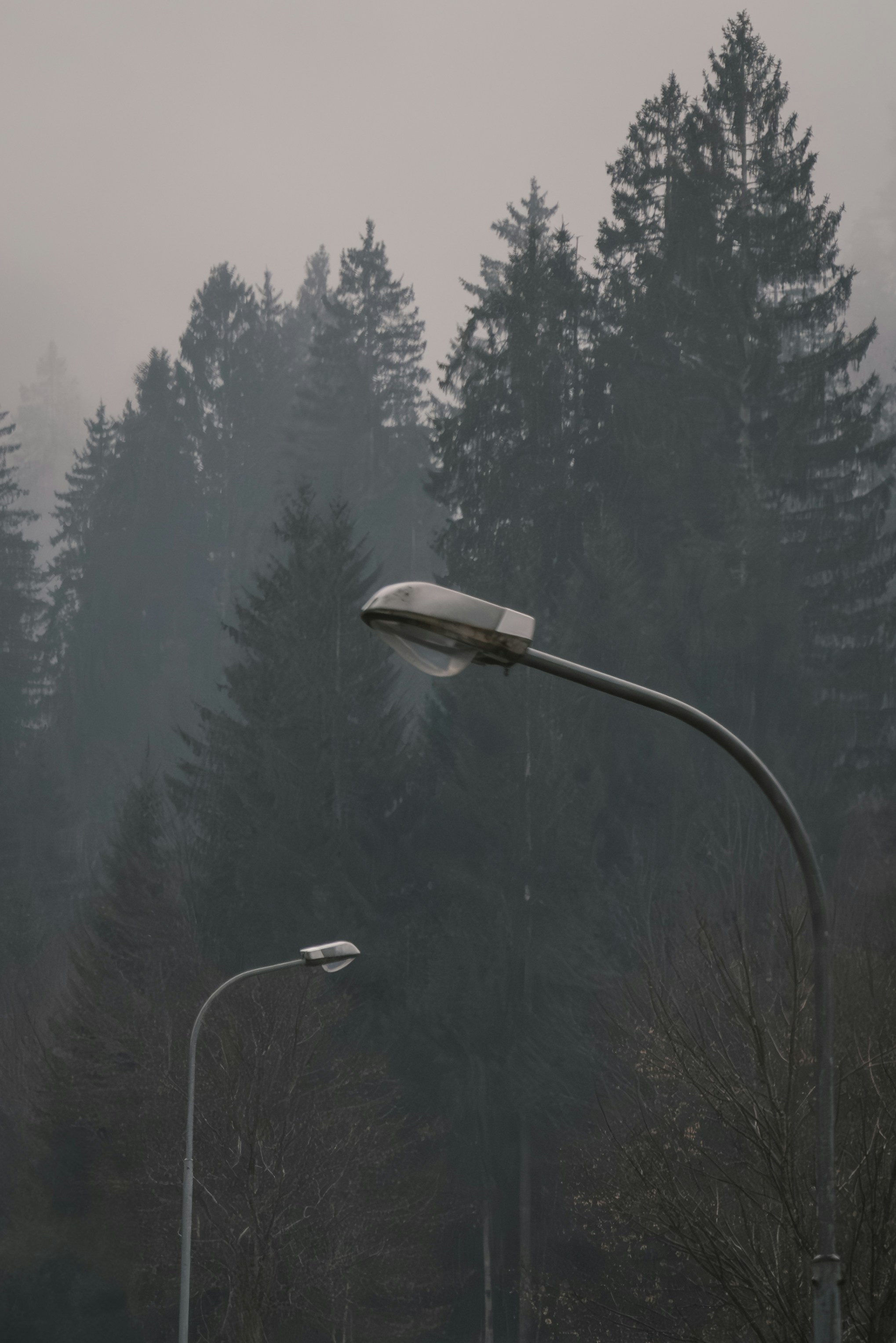 Curved Streetlamps Cutting Through Winter Fog in a Pine Forest