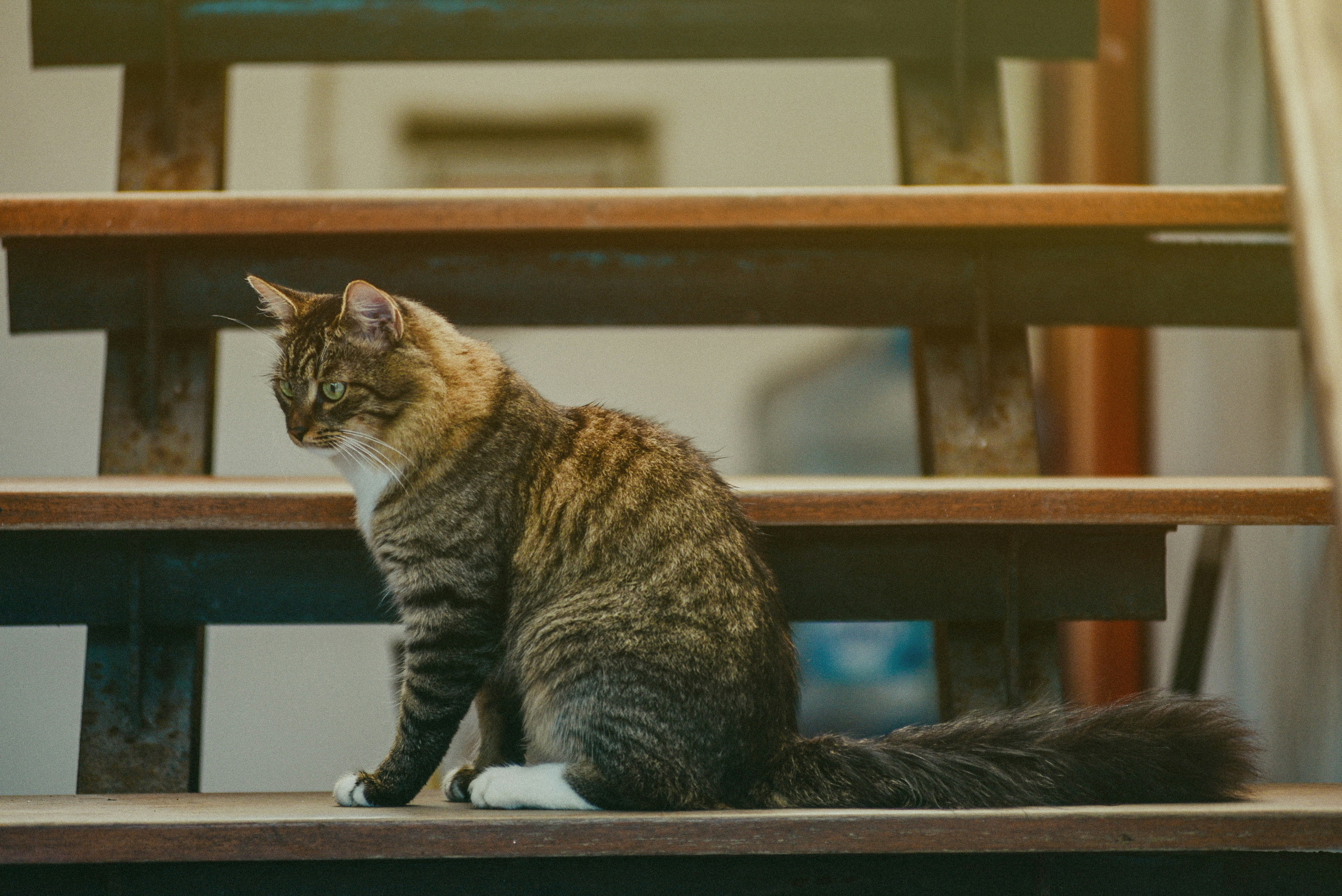 Staircase Sentinel: A tabby cat amid weathered boards