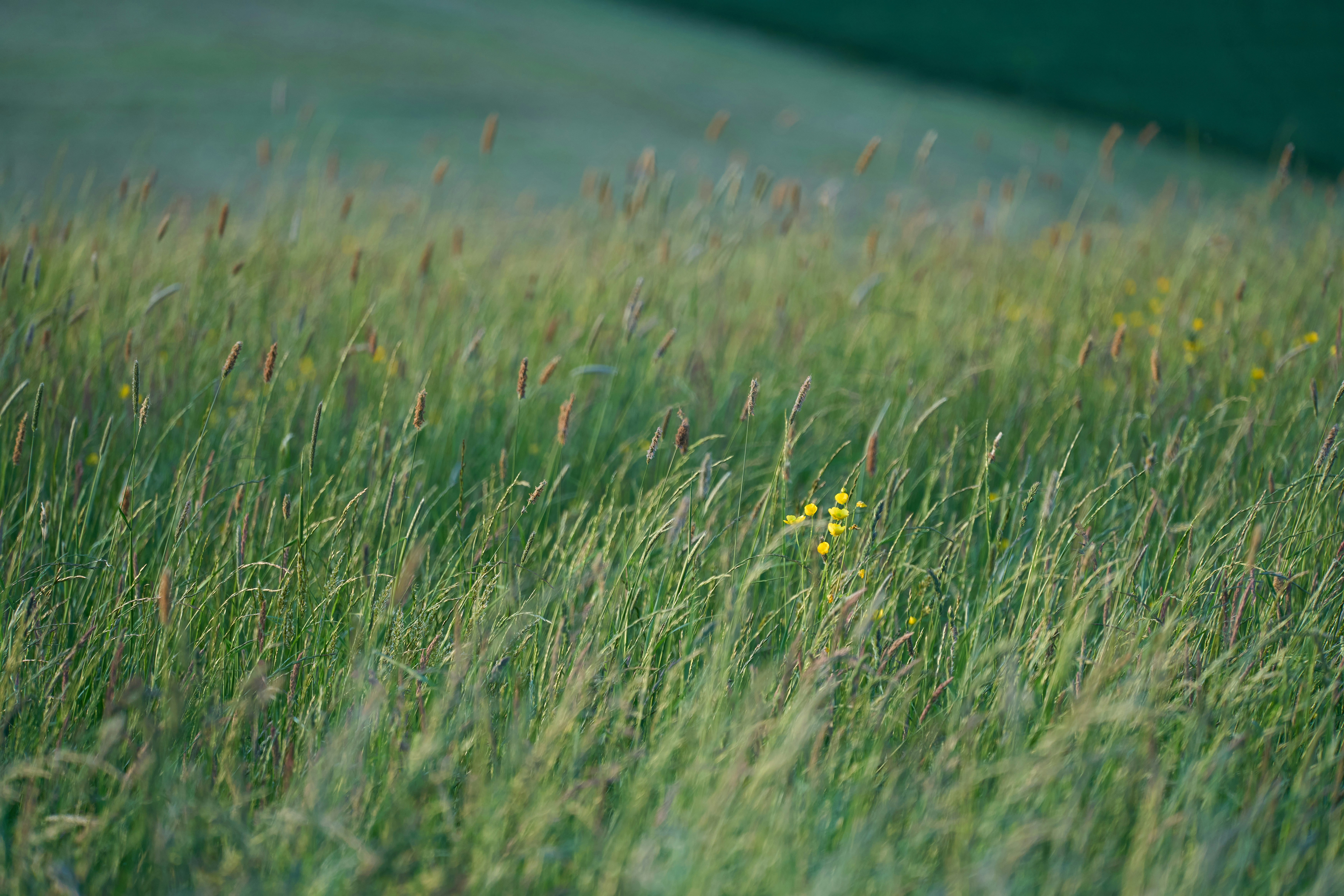 Whispers of the Meadow