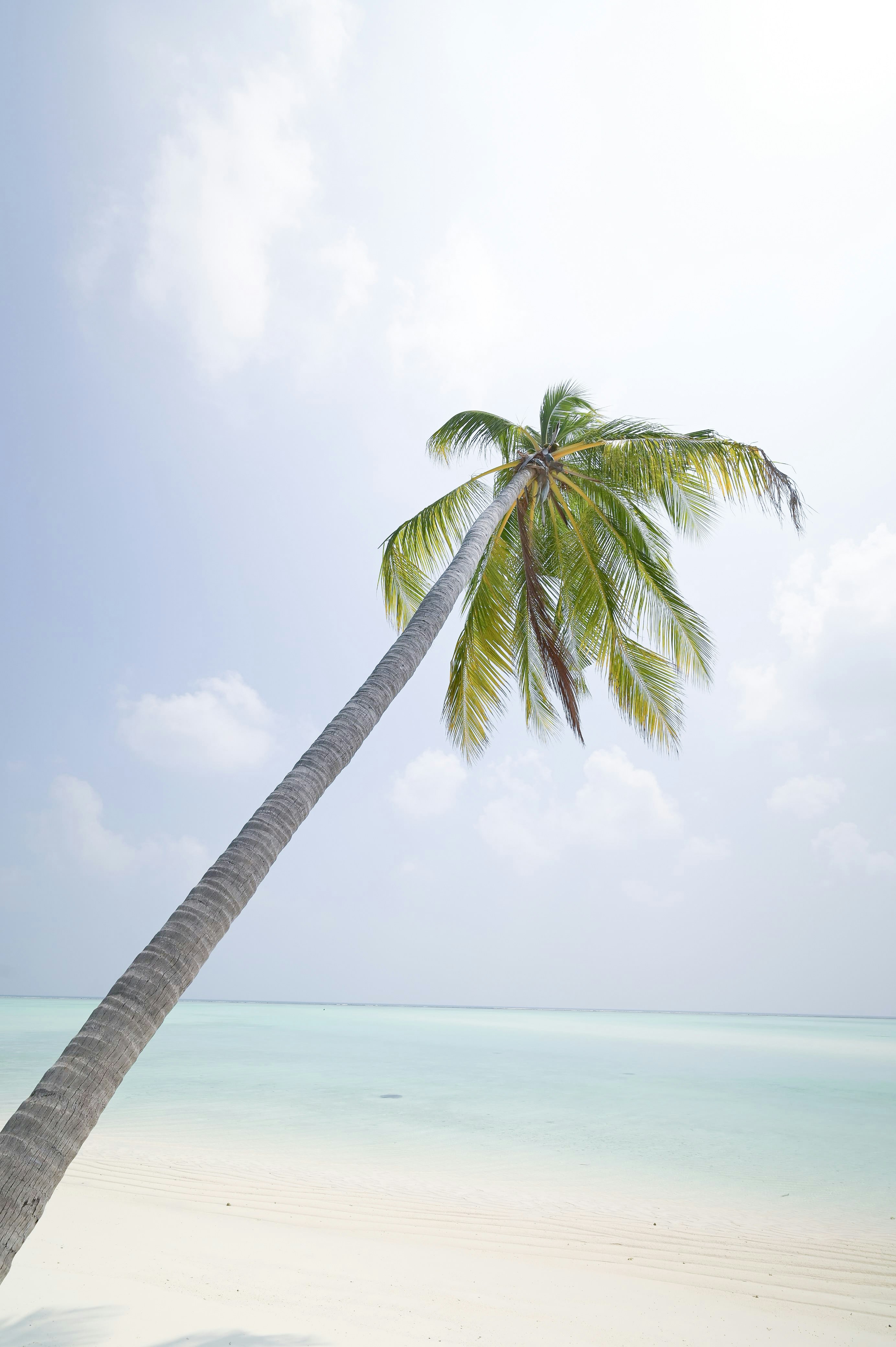 A lone palm tree on a tropical beach photo – Free Palm tree Image on ...