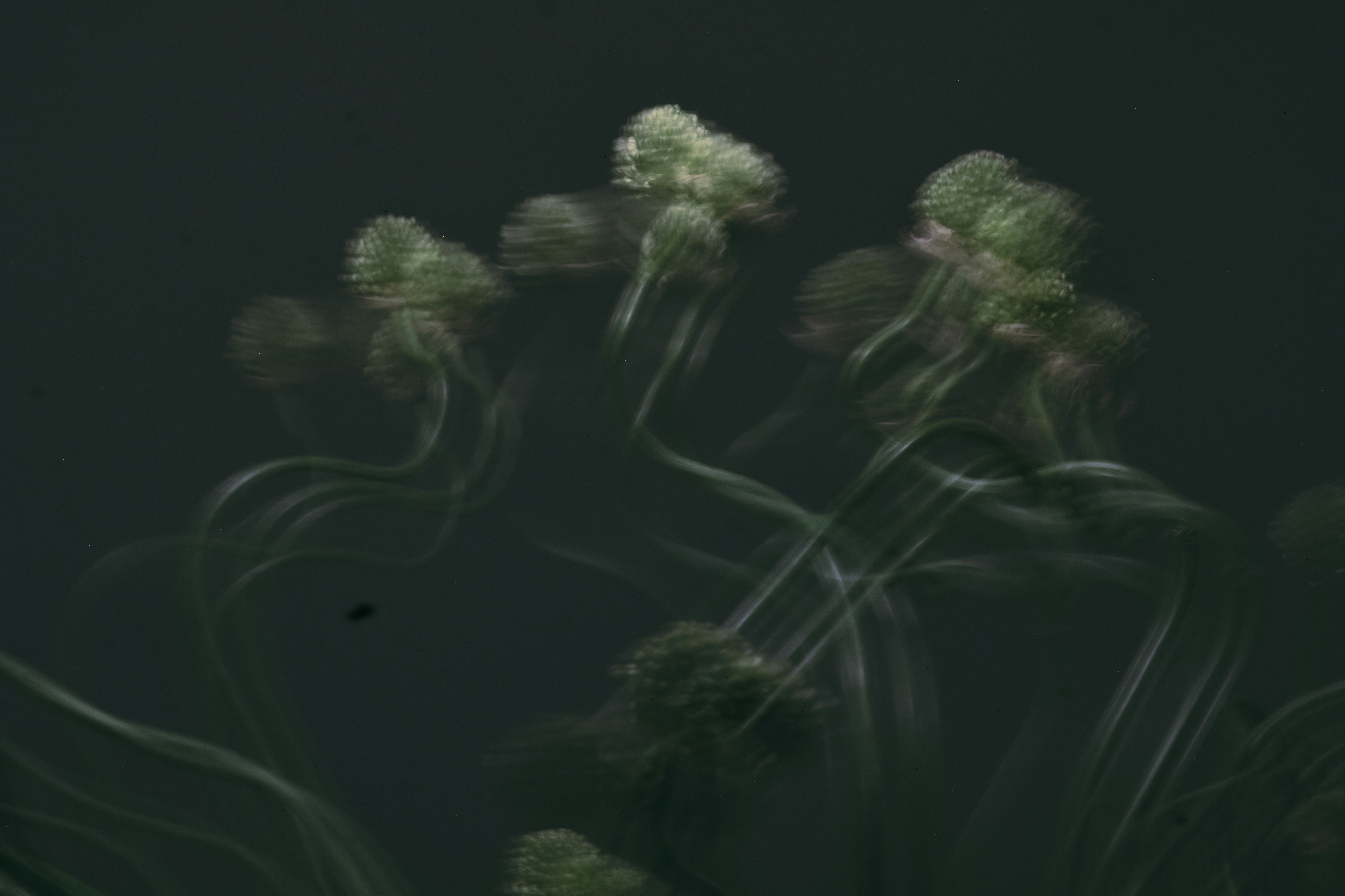 Blurry green flowers with elongated stems create a dreamlike effect against a dark background.
