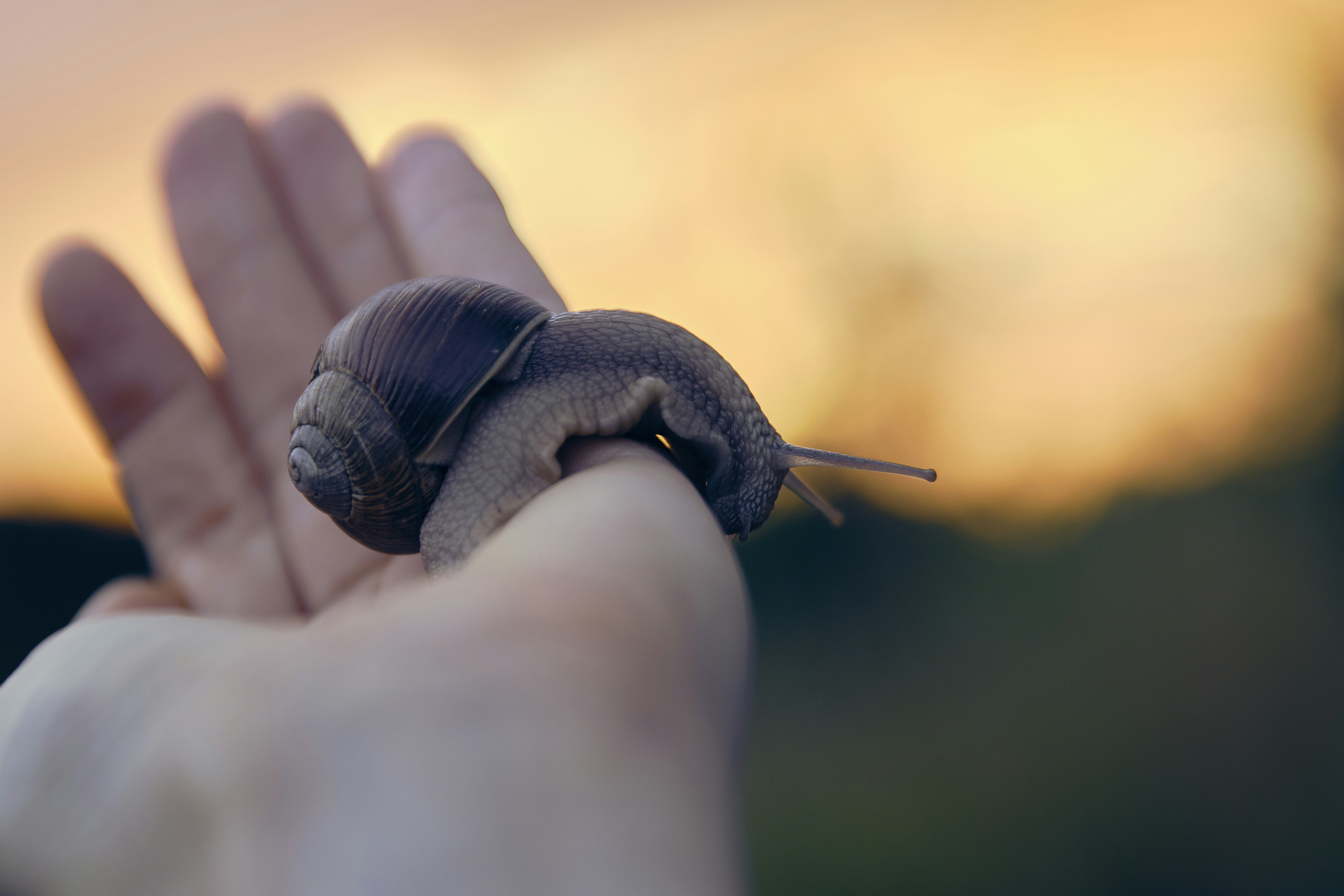Snail on a hand against a softly blurred sunset background.