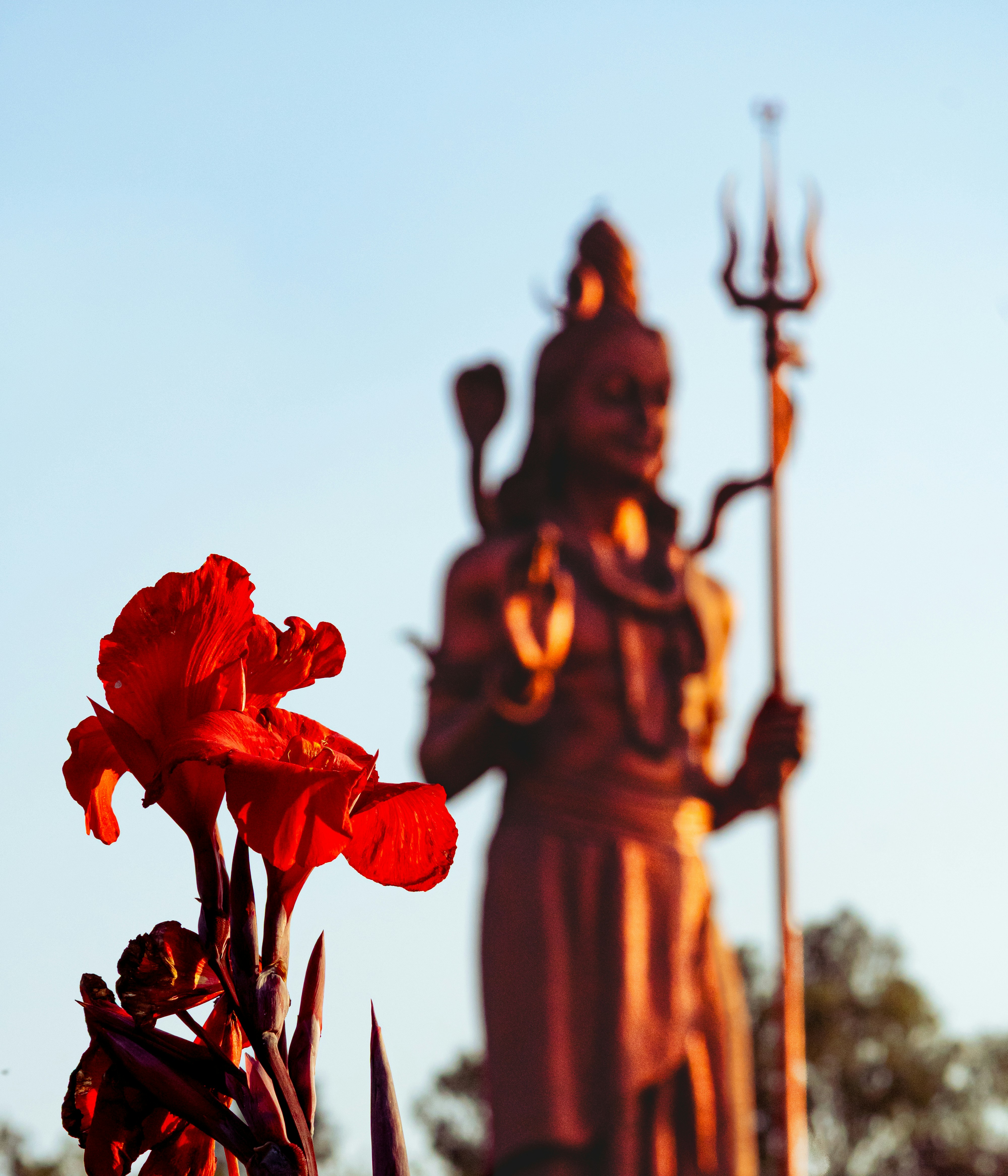Crimson Bloom Leads the Eye to a Silent Guardian
