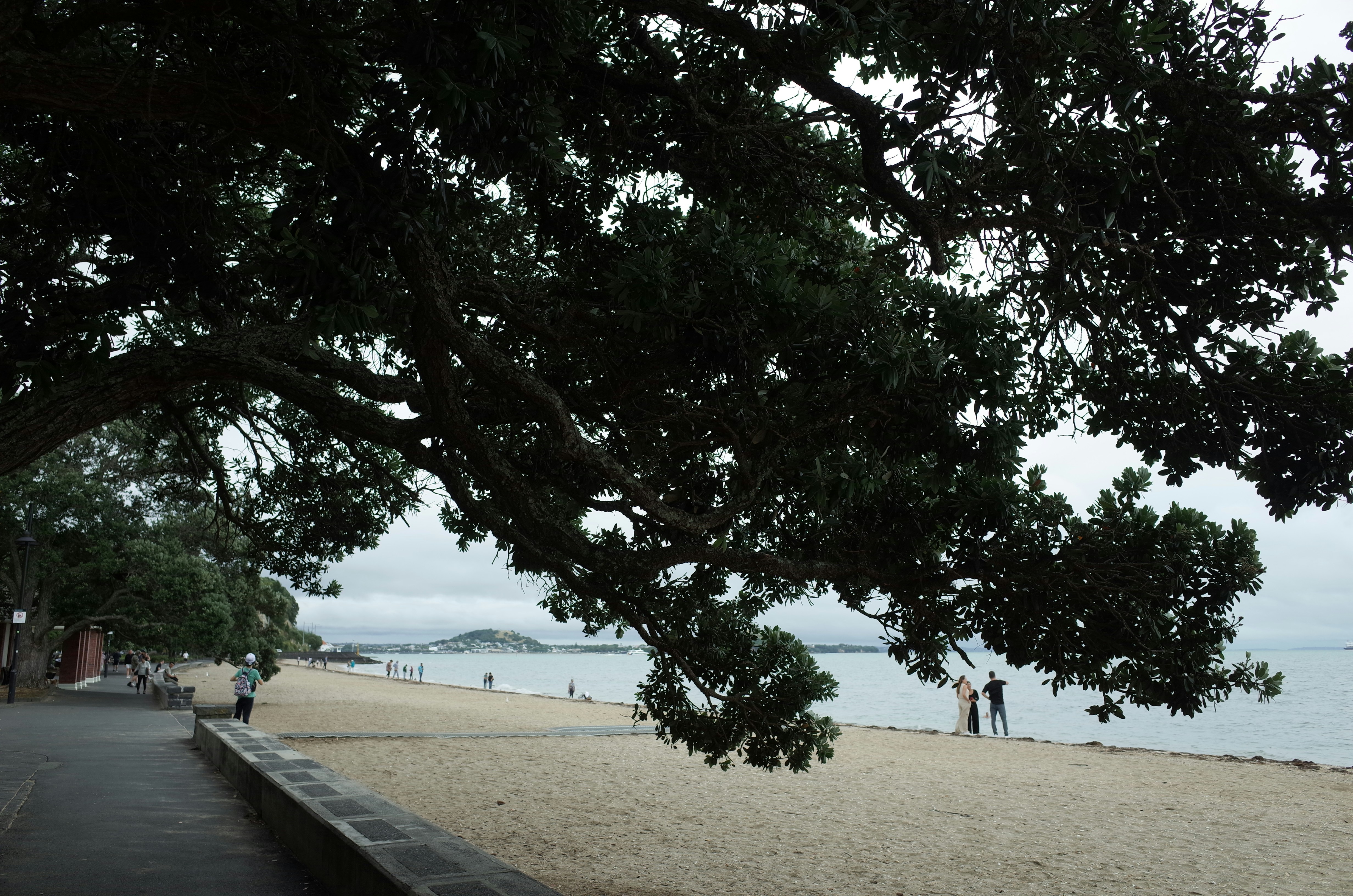 Serenity Beneath the Canopy