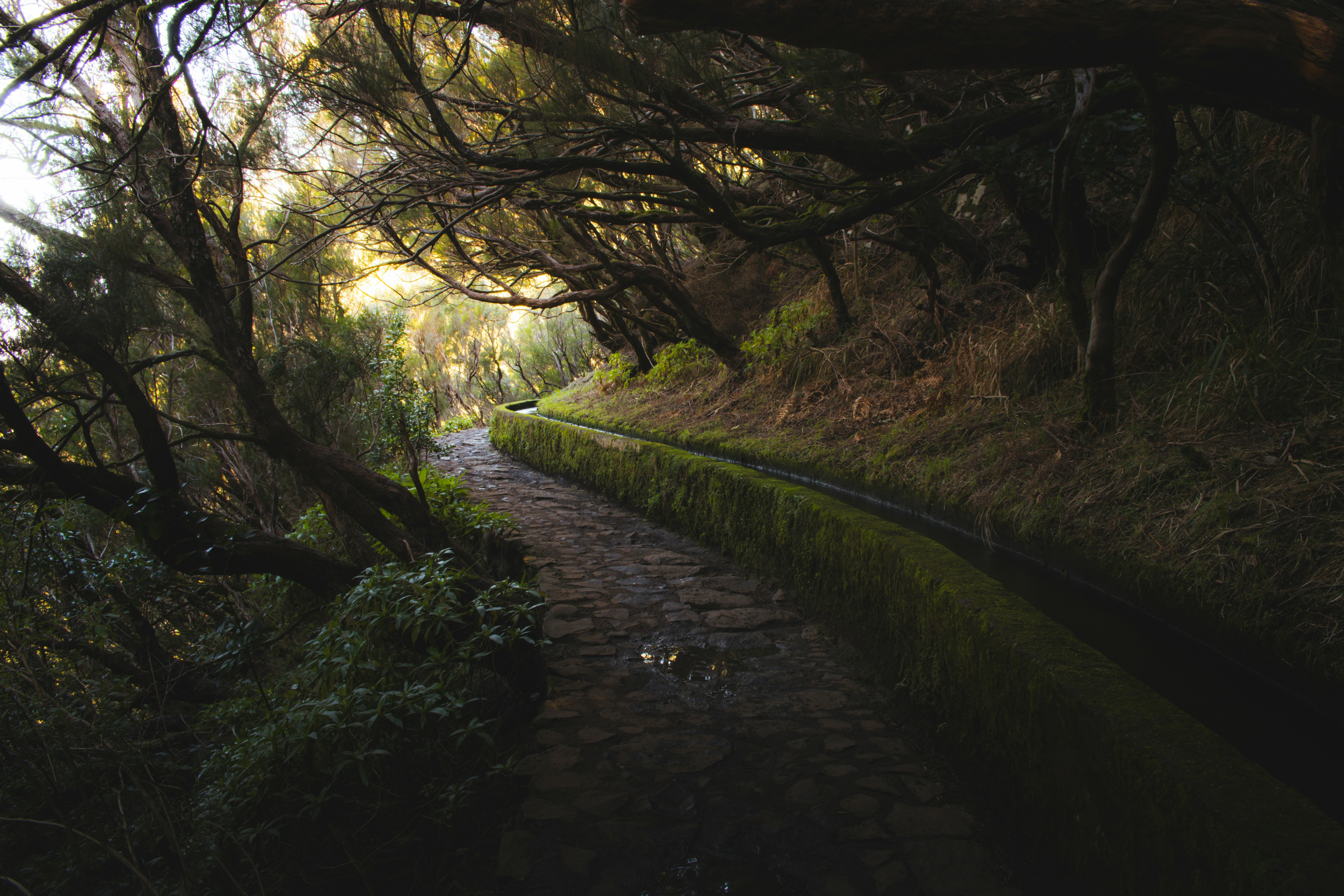 Stone path meandering under arching tree branches with soft sunlight filtering through.