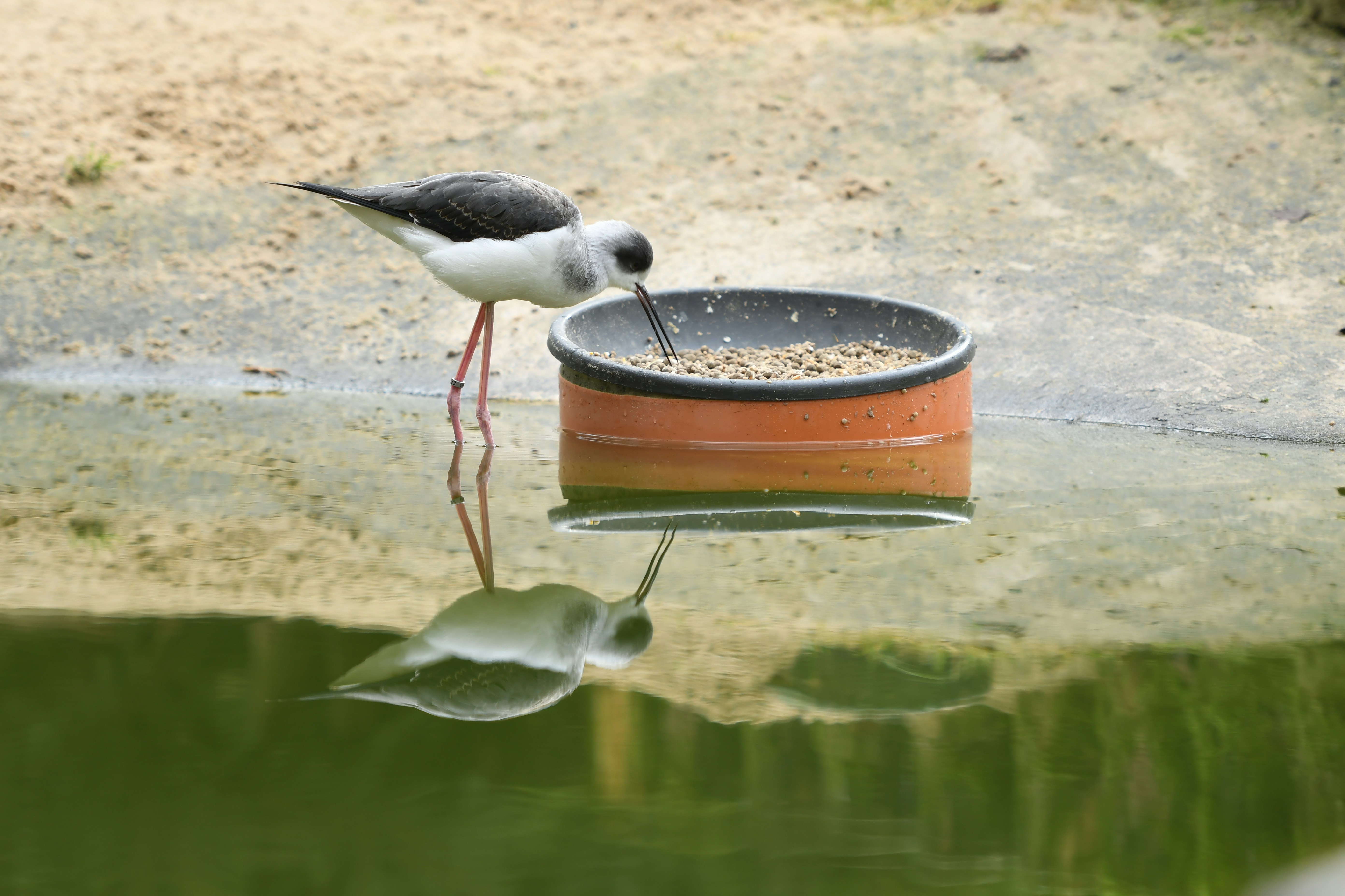 Quiet Edge: A Black-winged Stilt Pauses by a Circular Pond Rim