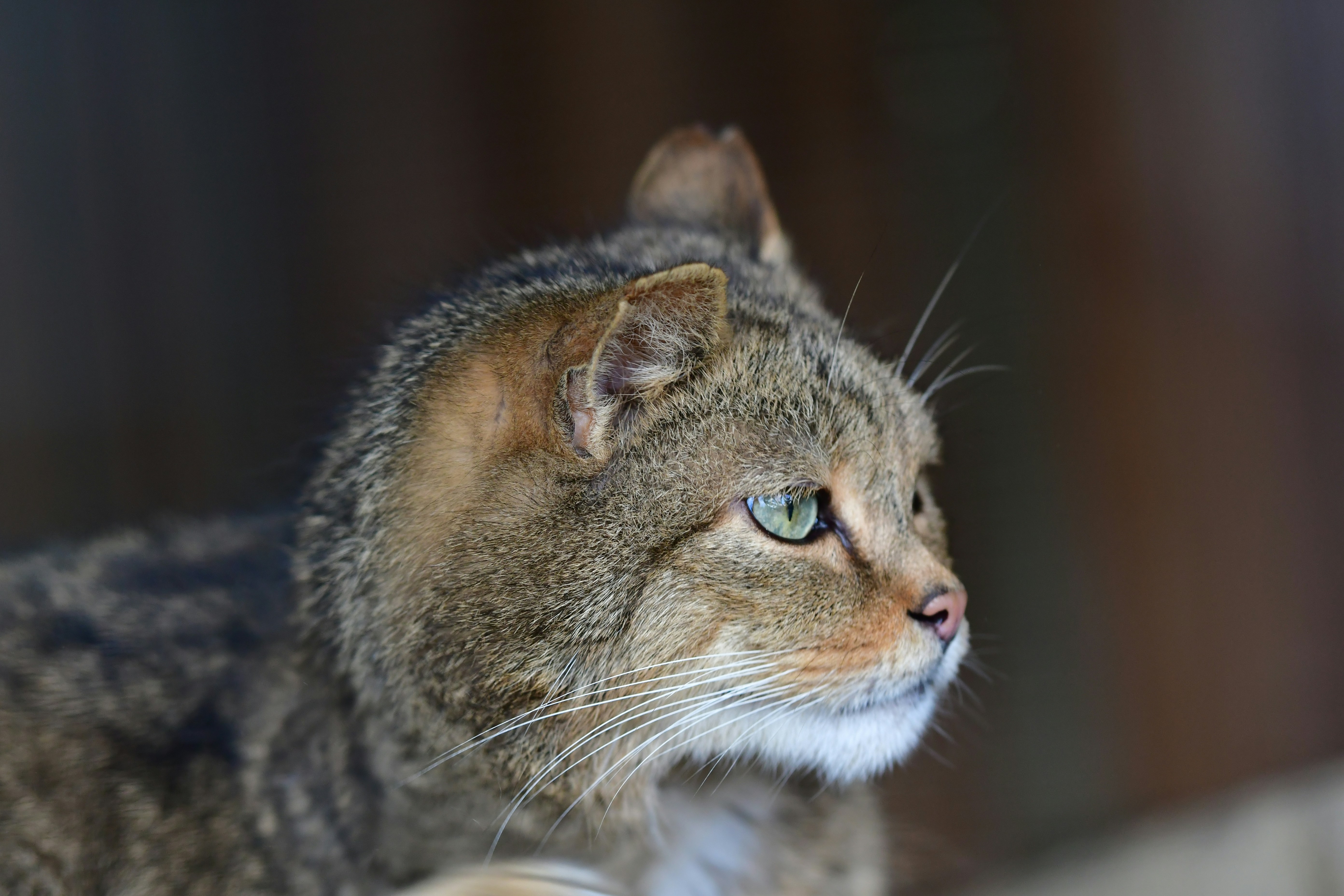 Wildkatze | A close up of a cat with a blurry background