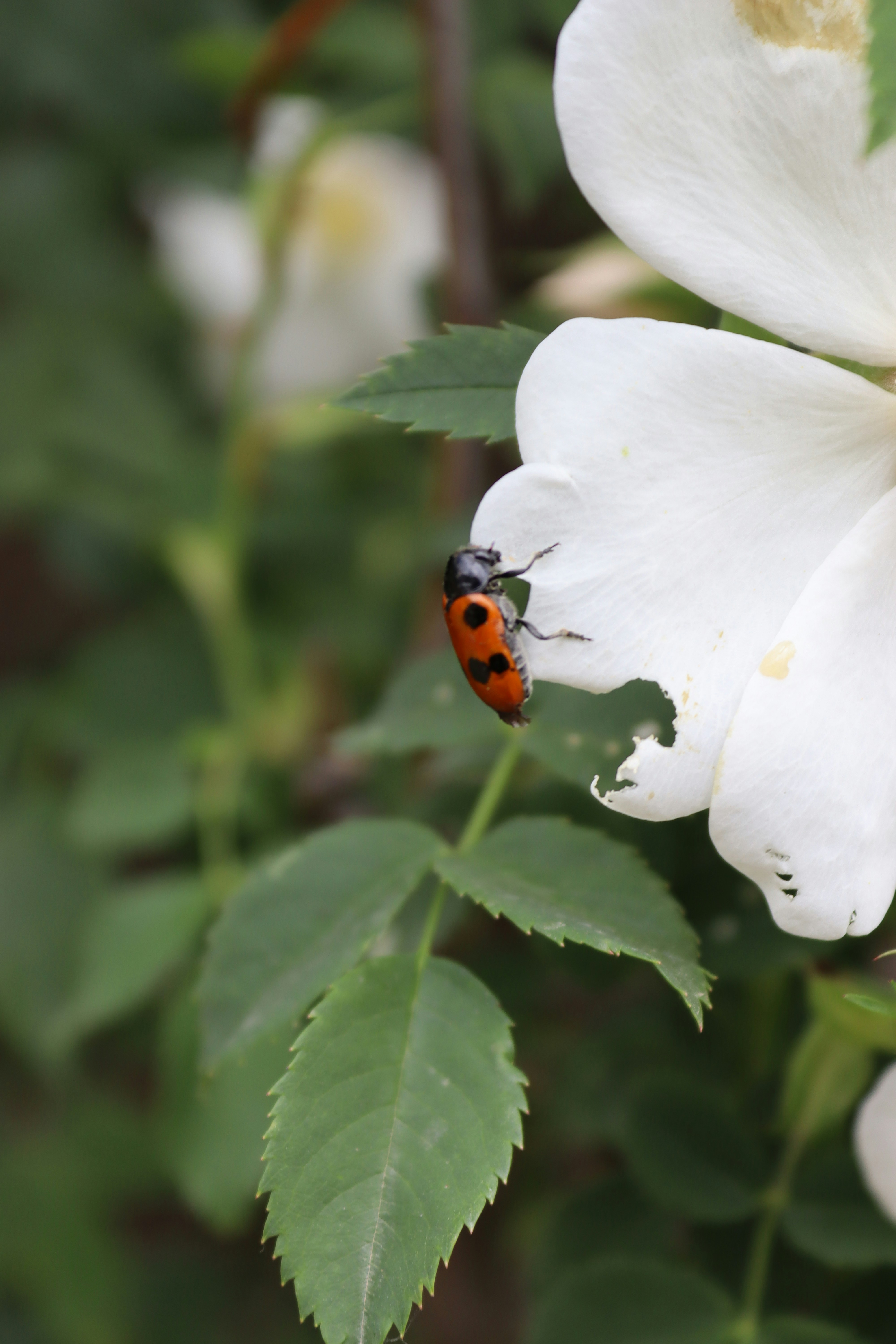 Mr. Pugo (@mrpugo) | Unsplash Photo Community