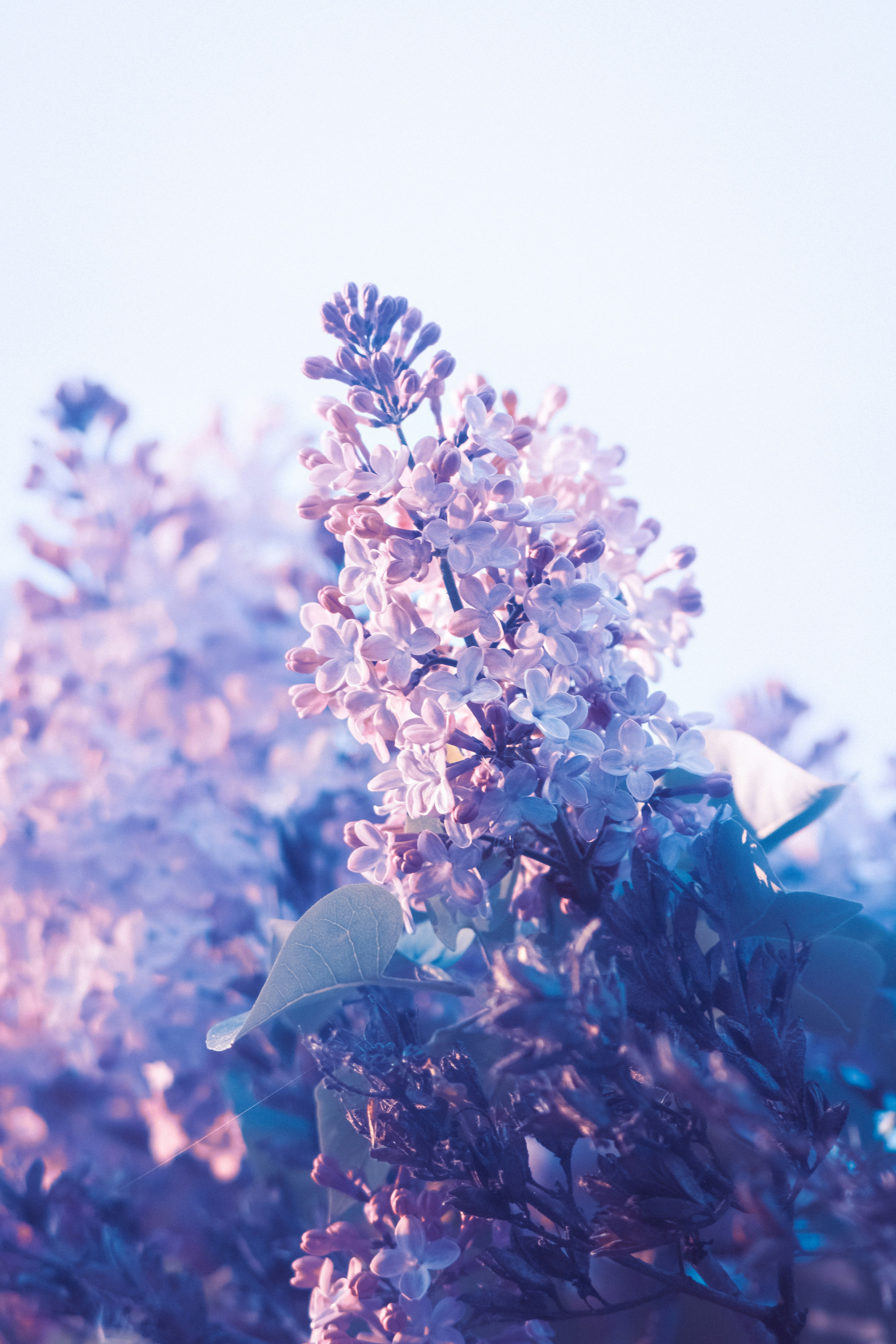 Lilac flowers in bright purple tones are bathed in sunlight Spring flowers