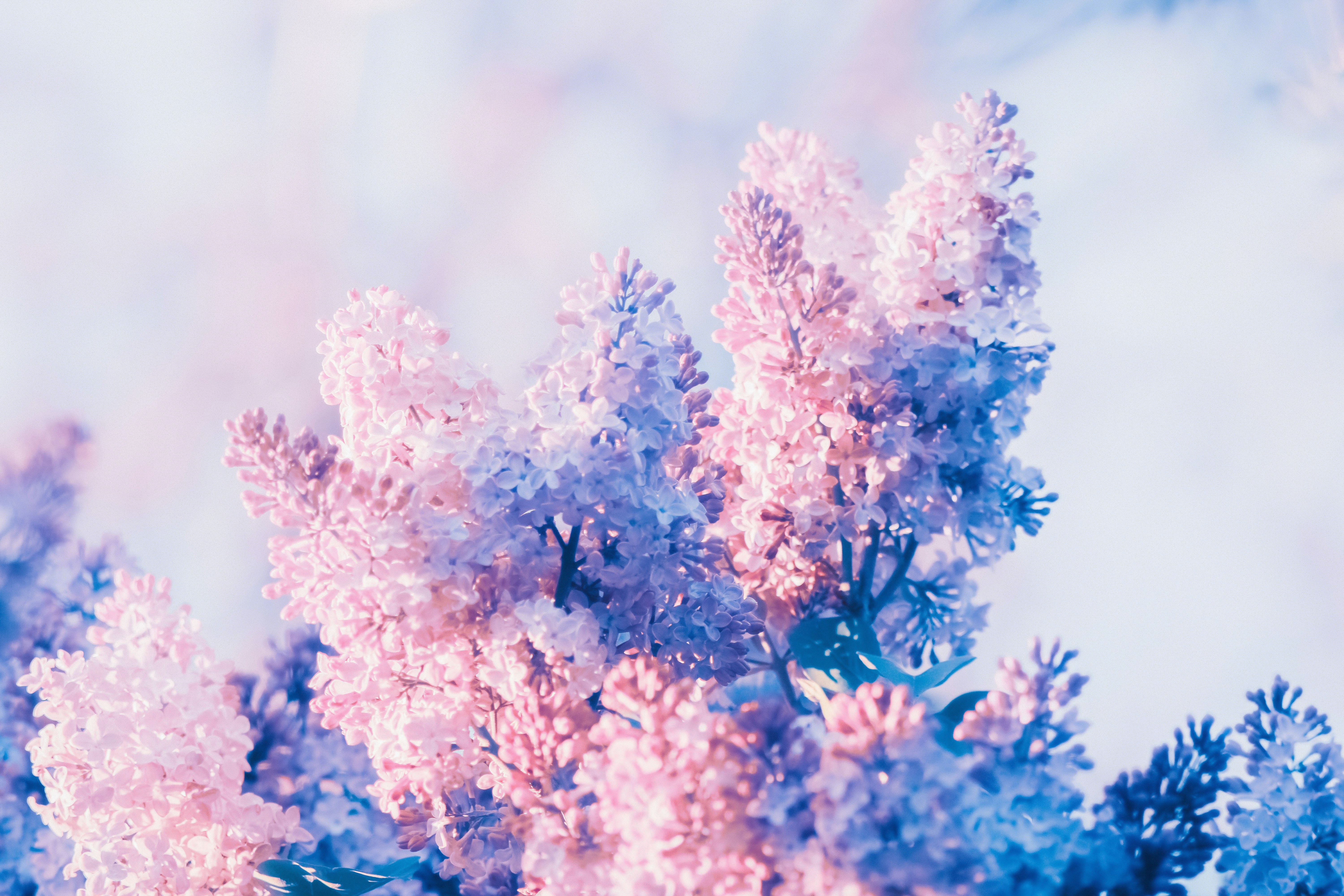 Powder-Petal Drift: Pastel Lilac Blossoms in Dreamy Light