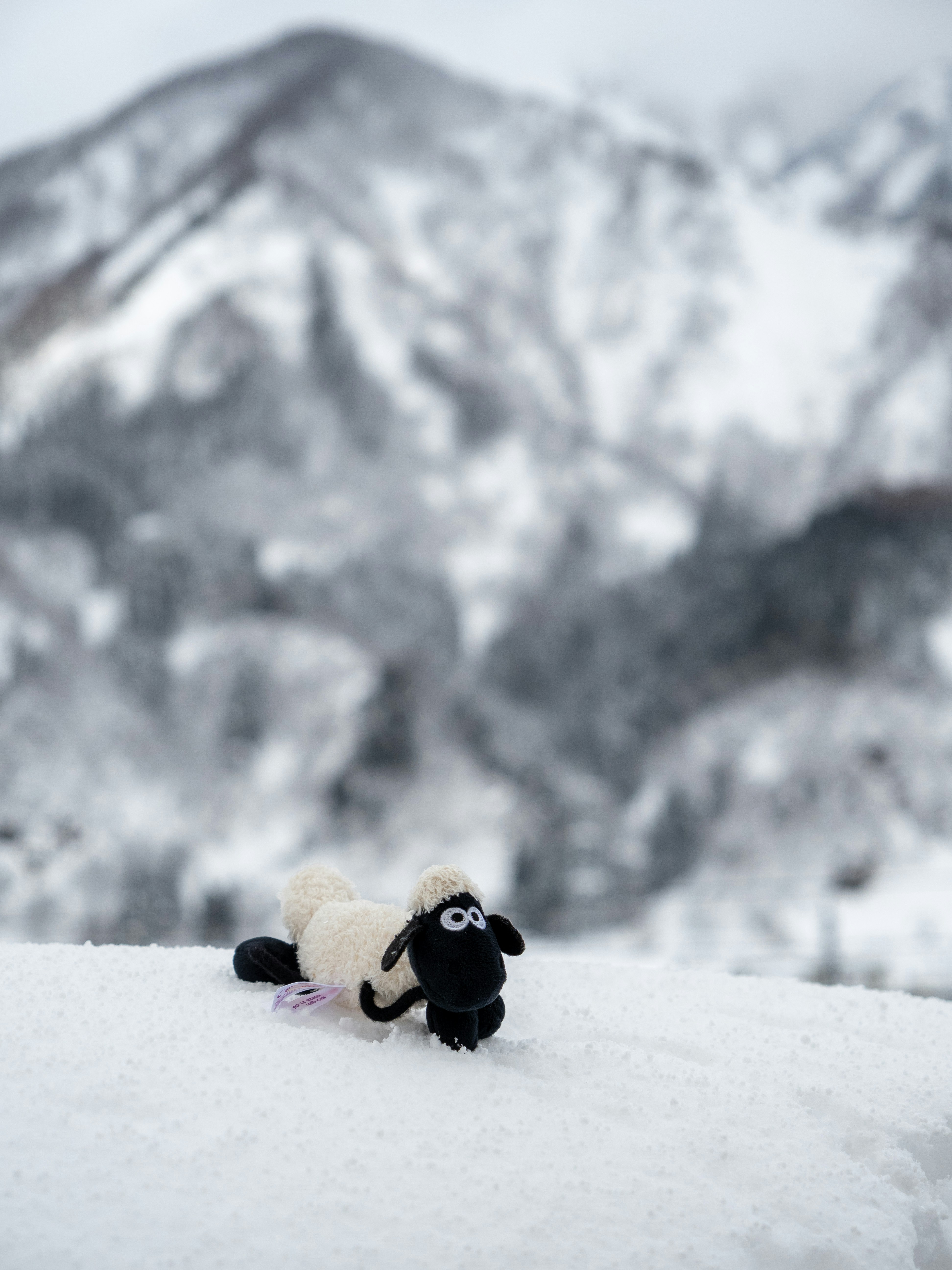 Playful Wanderer in a Winter Canvas
